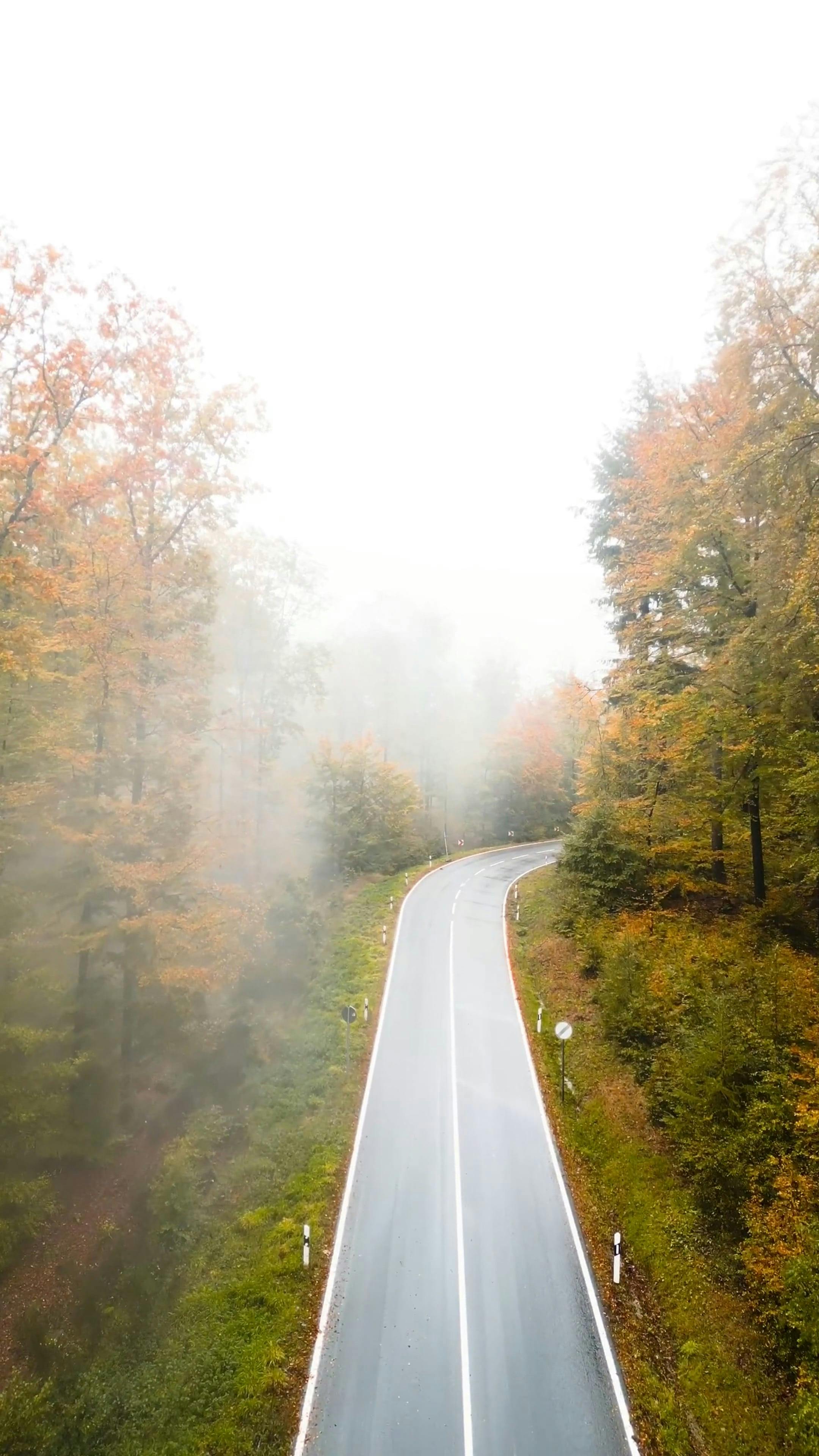 moody forest Free Stock Video Footage, Royalty-Free 4K & HD Video Clip