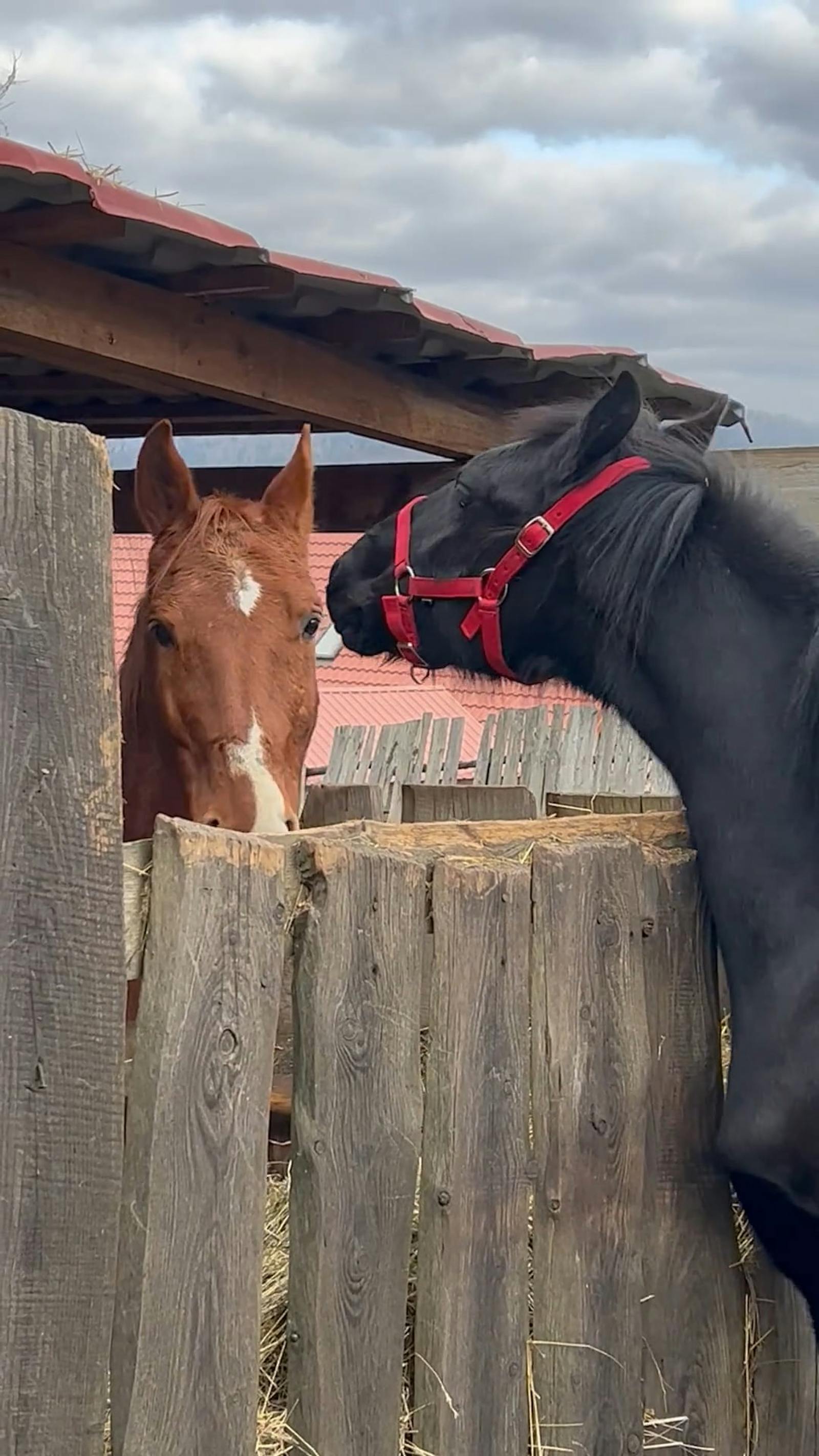 Animal Meeting Videos, Download The BEST Free 4k Stock Video Footage ...