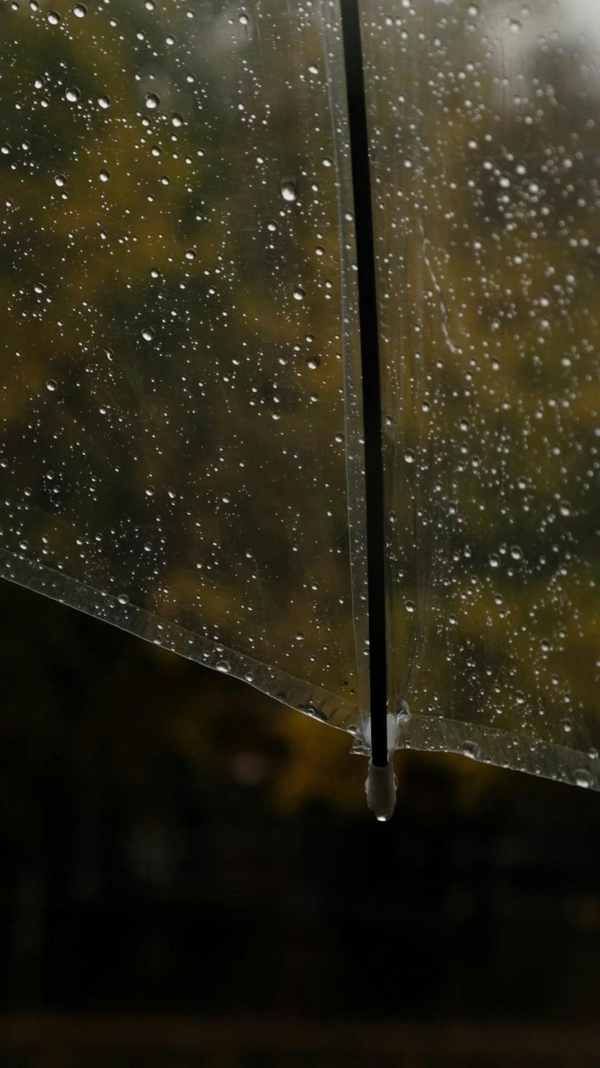 Light Rain Fall Videos, Download The BEST Free 4k Stock Video Footage ...