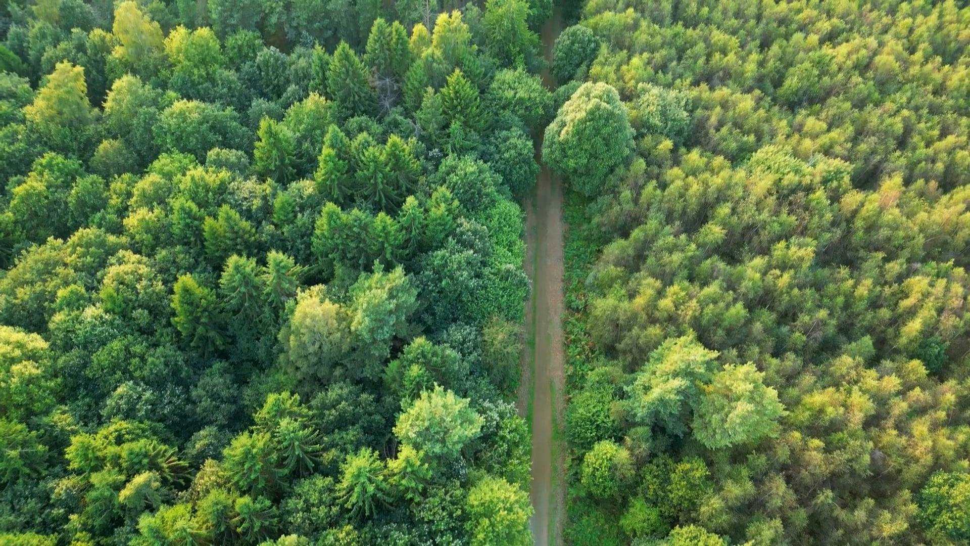 Trees From Above Videos, Download The BEST Free 4k Stock Video Footage ...