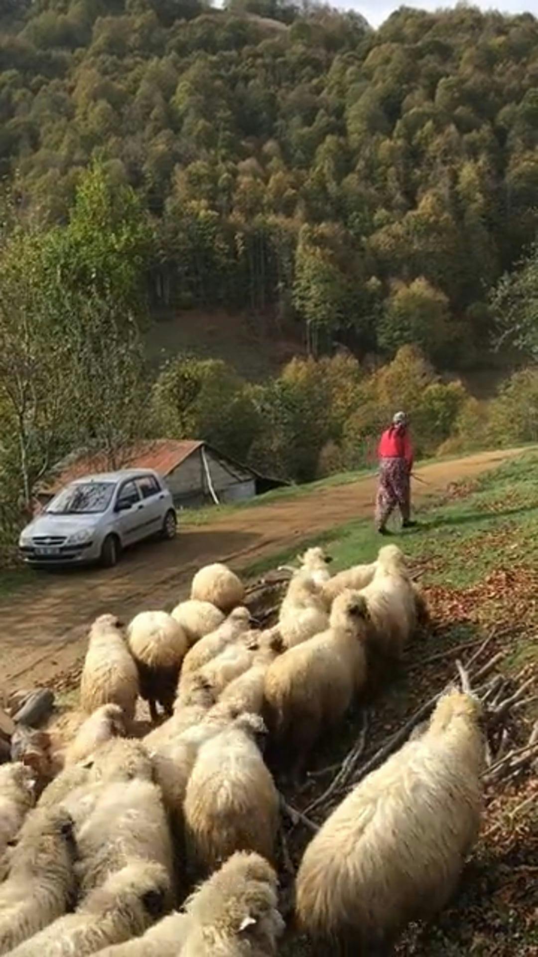 Nature Autumn Sheep Videos, Download The BEST Free 4k Stock Video ...