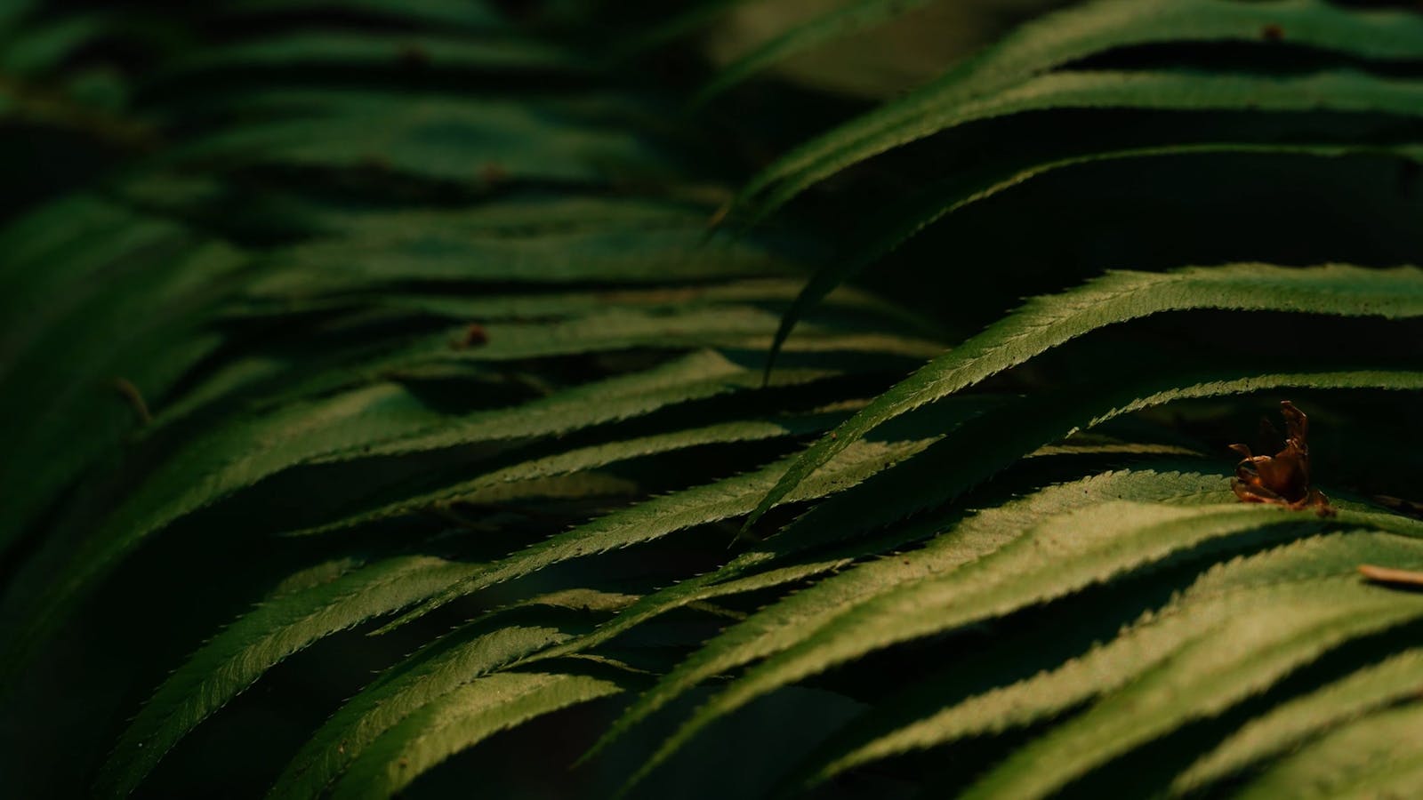 Free B Roll Videos, Download The BEST Free 4k Stock Video Footage ...