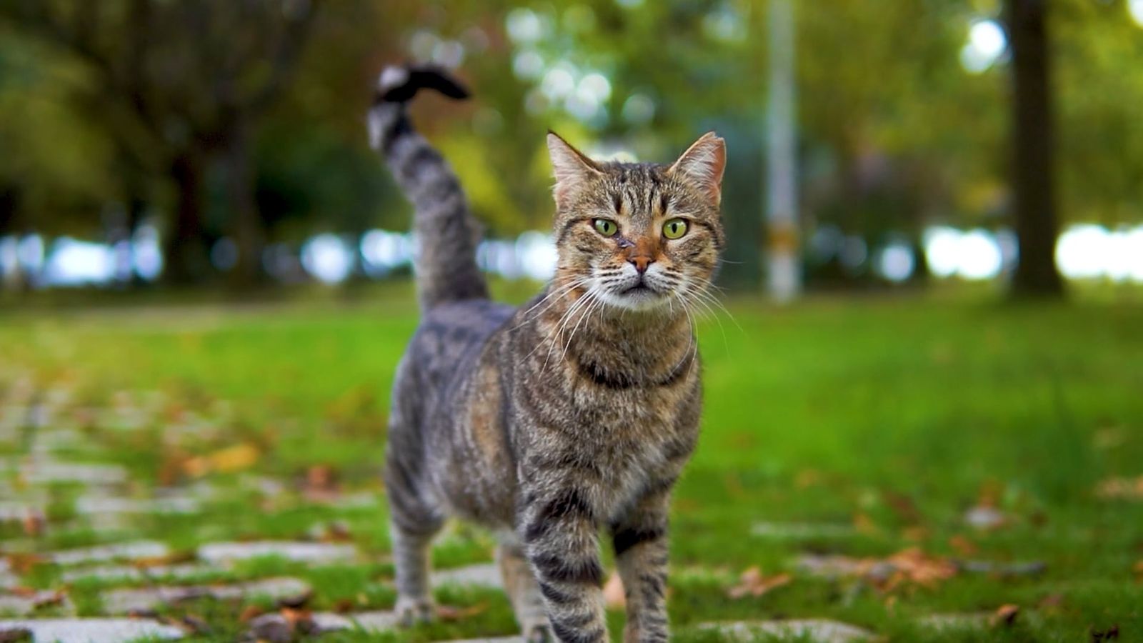 Cat Walking Videos, Download The BEST Free 4k Stock Video Footage & Cat ...