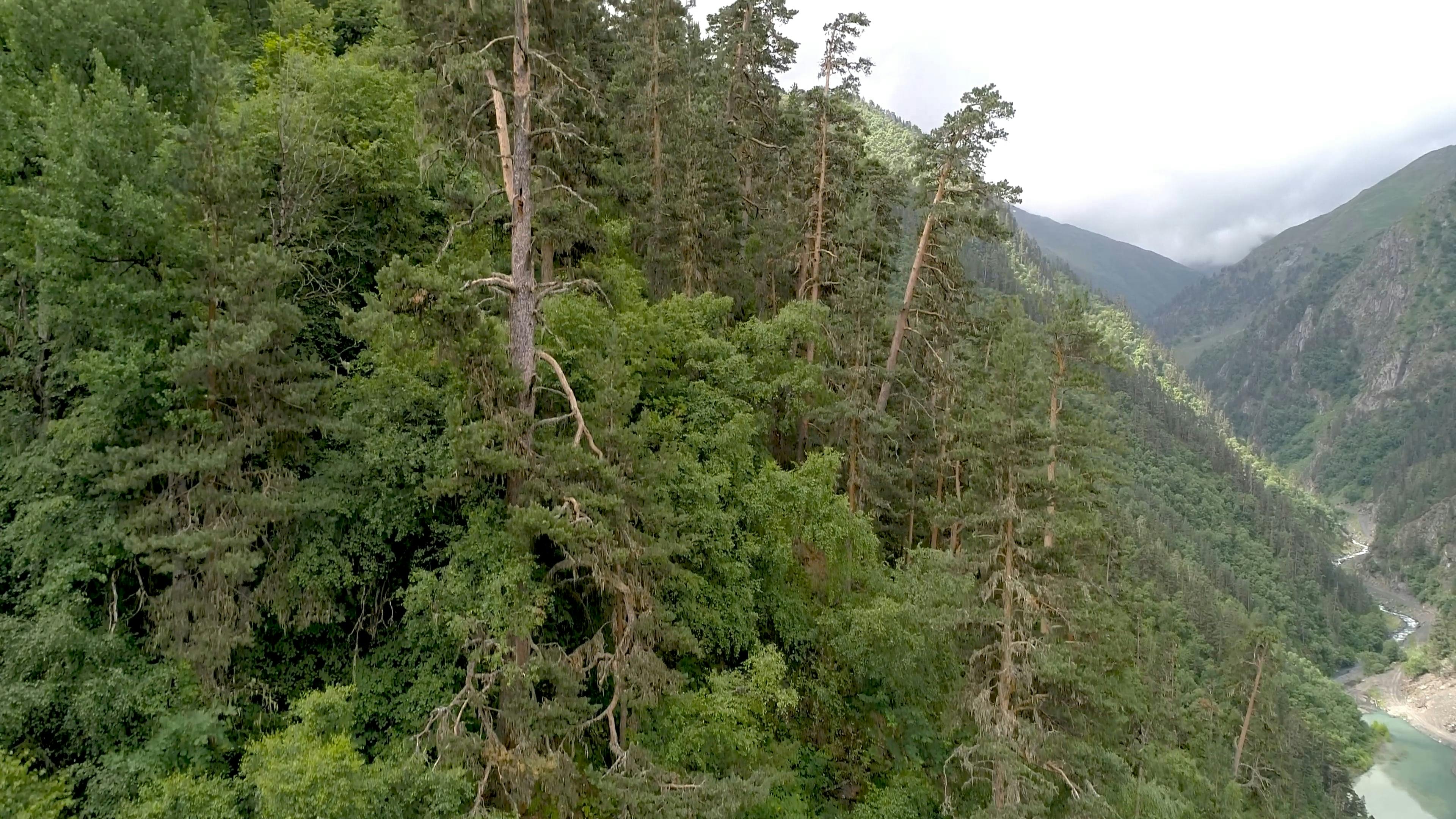 Orman Free Stock Video Footage, Royalty-Free 4K & HD Video Clip