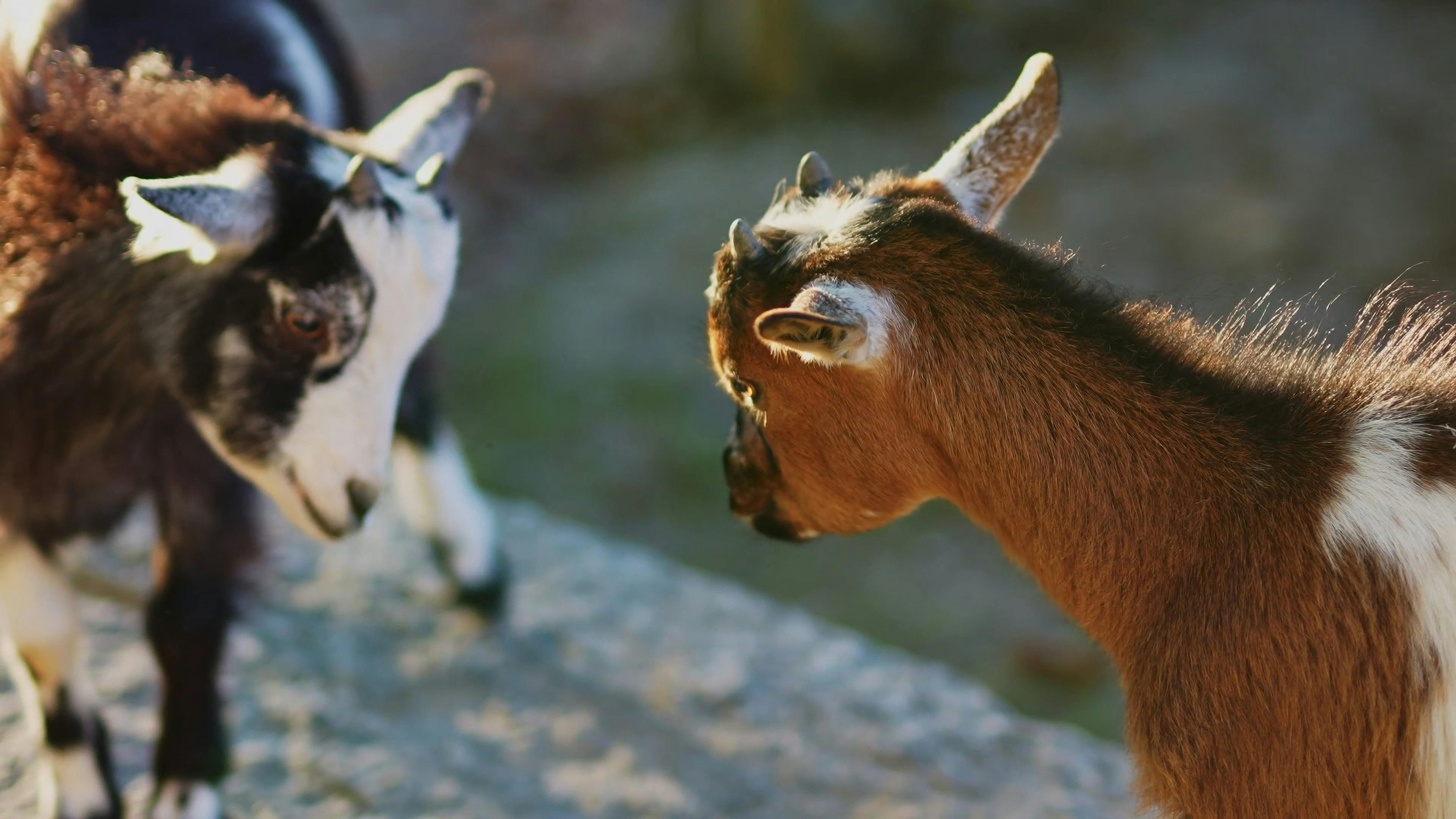 Vídeo profissional gratuito de animais da fazenda, animais de criação ...