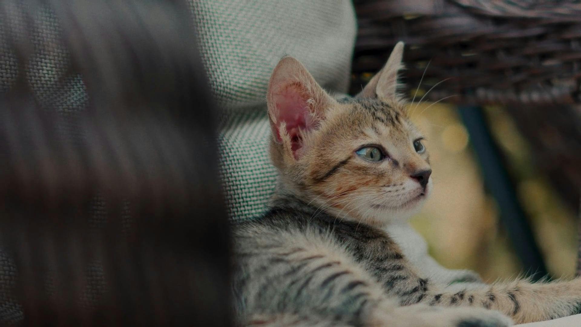kitten chilling Free Stock Video Footage, Royalty-Free 4K & HD Video Clip