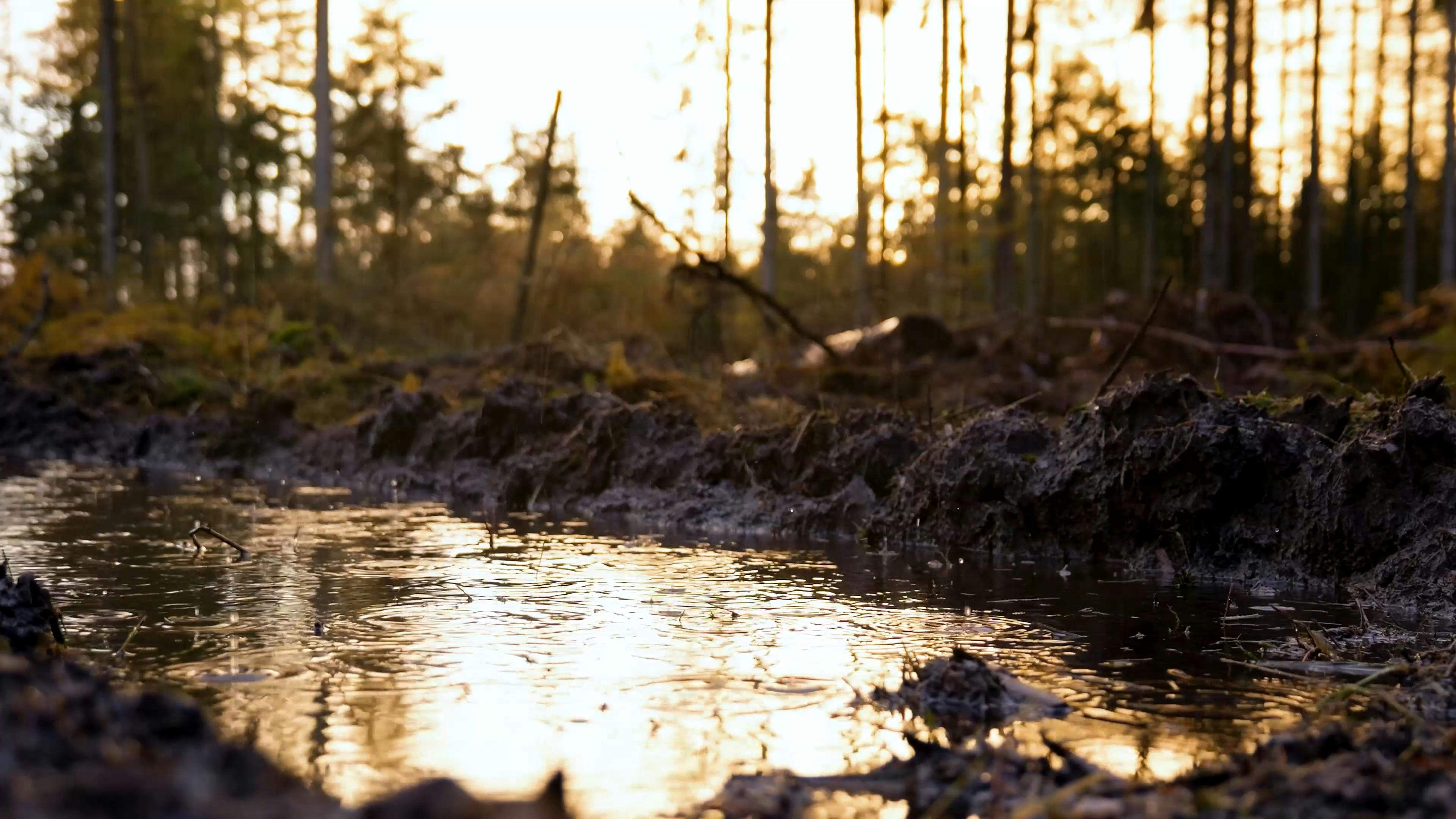A muddy puddle in the woods at sunset Free Stock Video Footage, Royalty ...