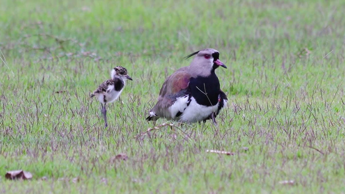 Animal Mating Videos, Download The BEST Free 4k Stock Video Footage ...