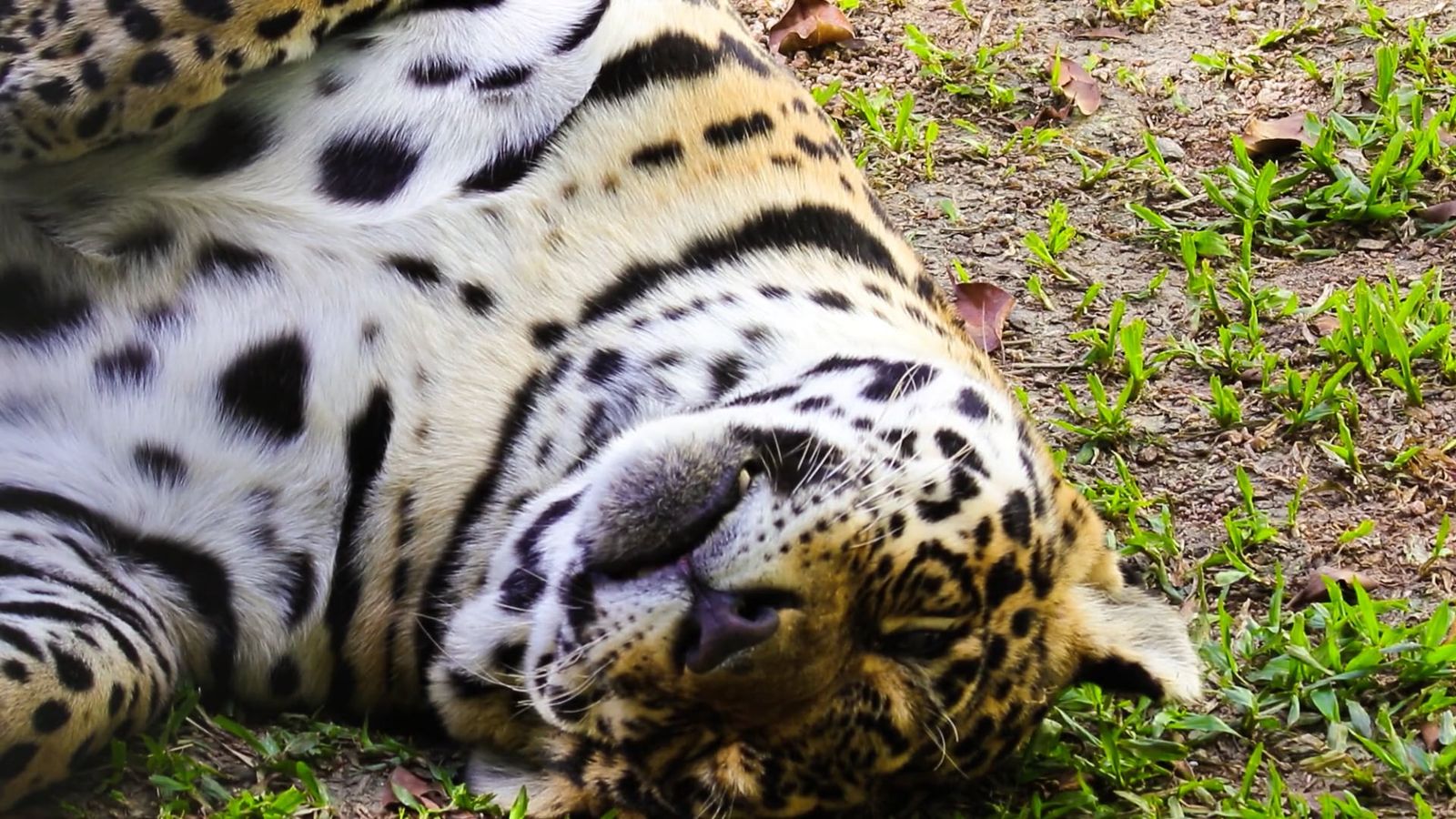 Jaguar+Ajtt Videos, Download The BEST Free 4k Stock Video Footage ...