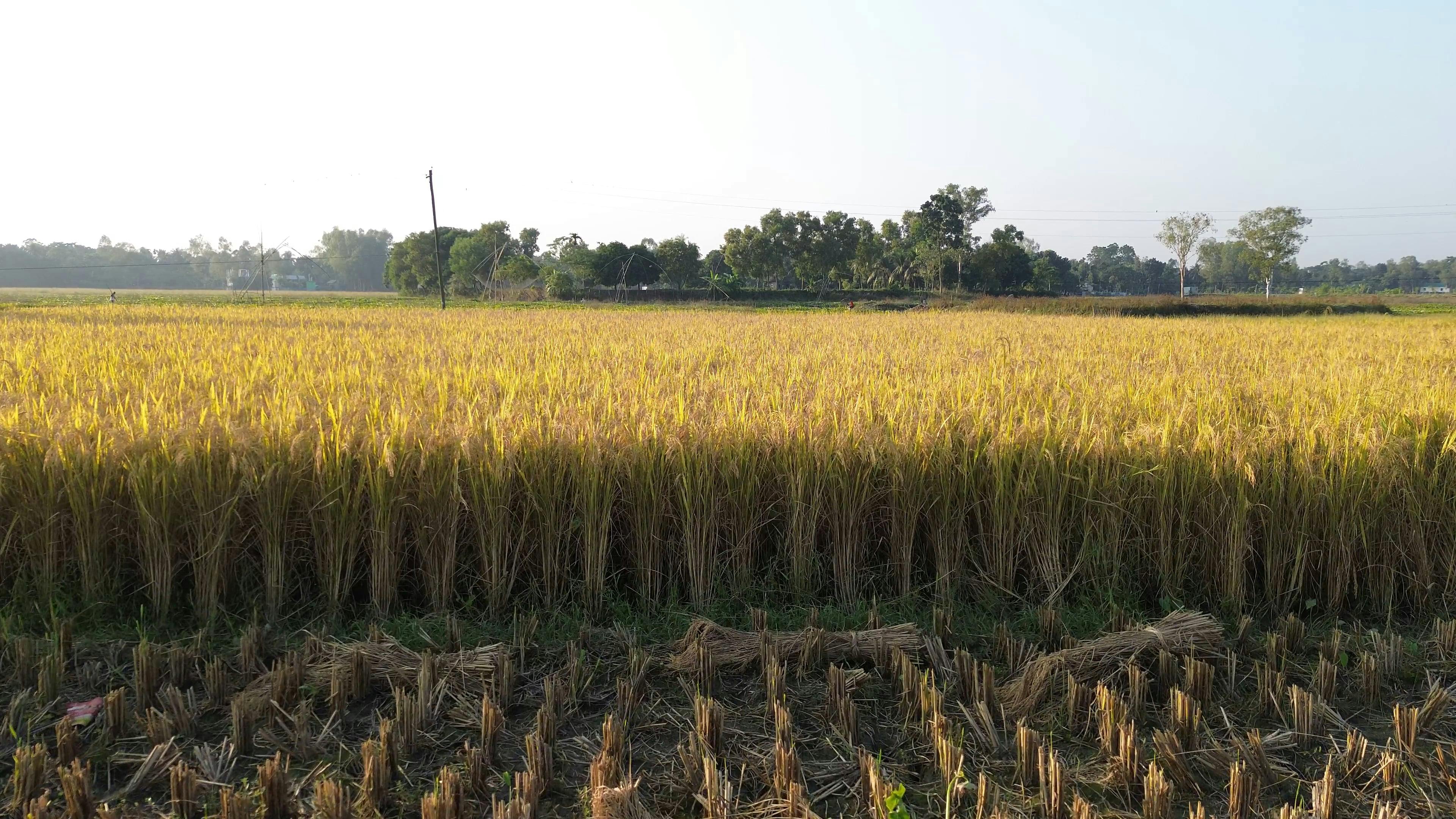 Paddy Wallpaper Videos, Download The BEST Free 4k Stock Video Footage ...