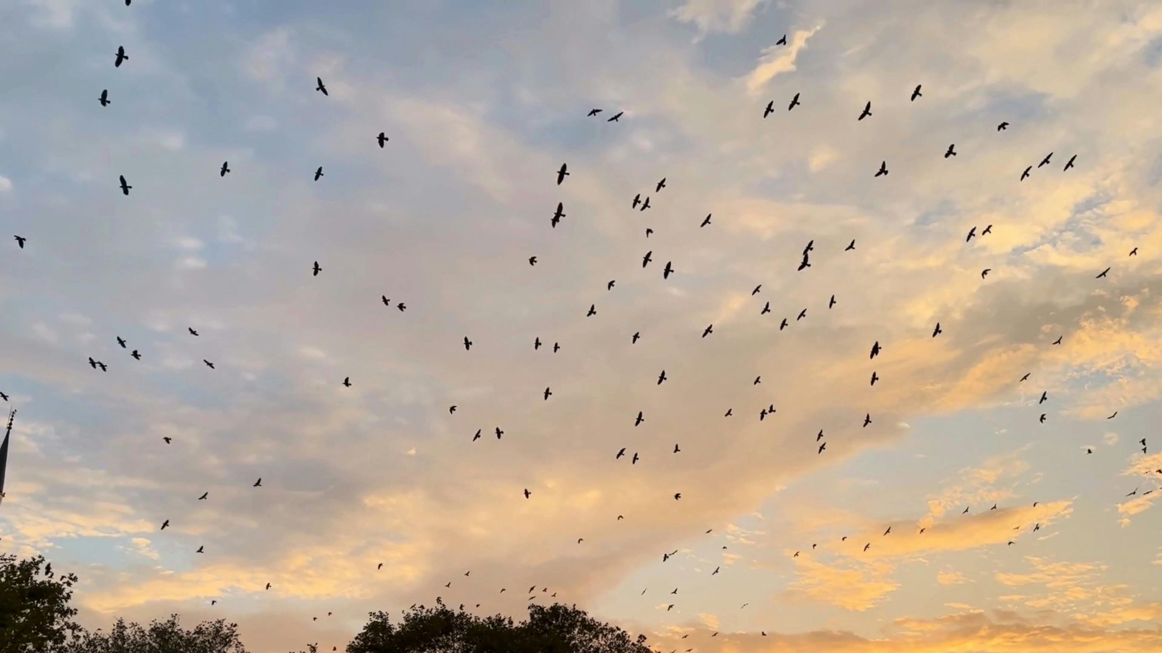 Crow Video Videos, Download The BEST Free 4k Stock Video Footage & Crow ...