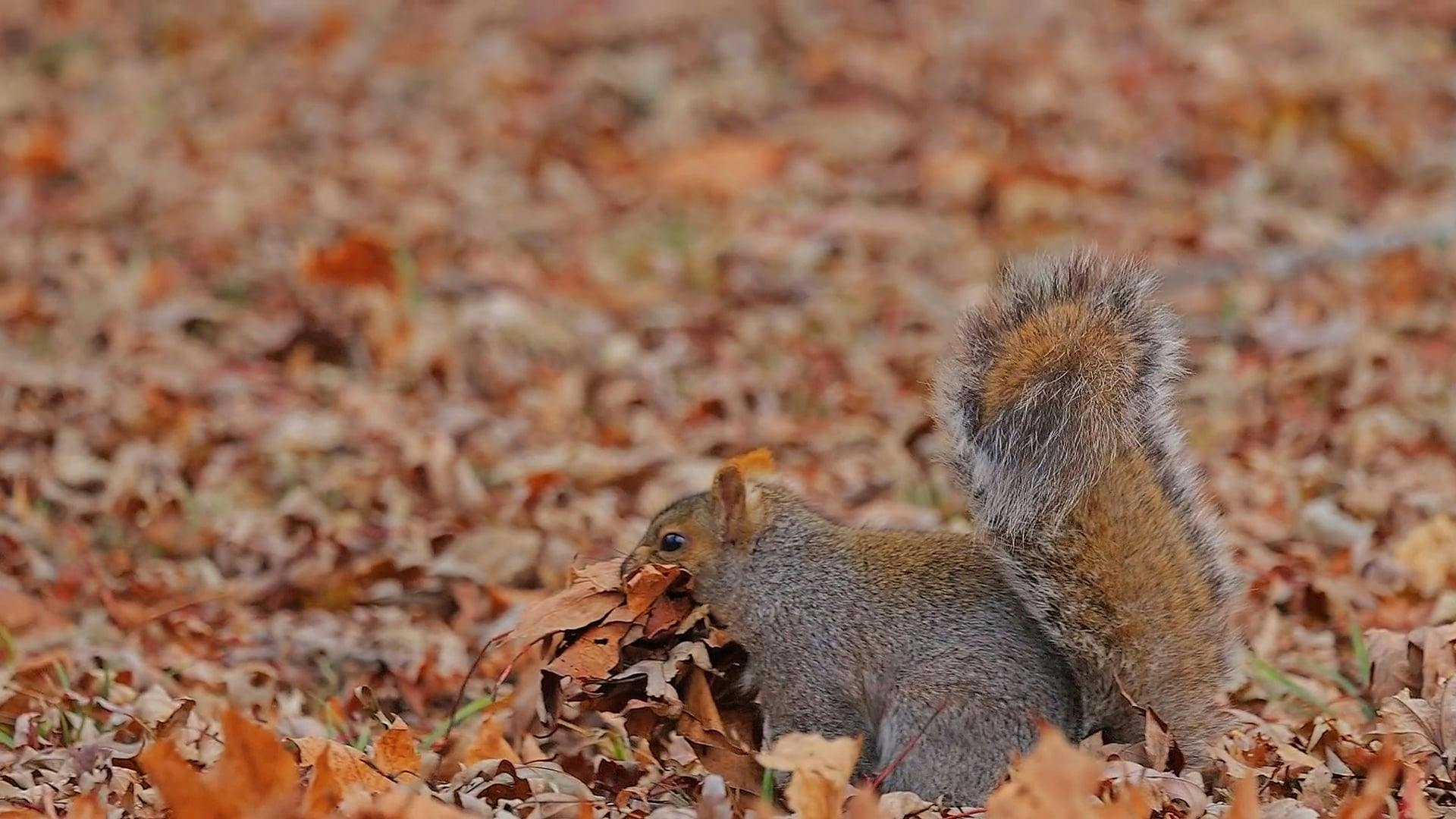 Eurasian Red Squirrel Videos, Download The BEST Free 4k Stock Video ...
