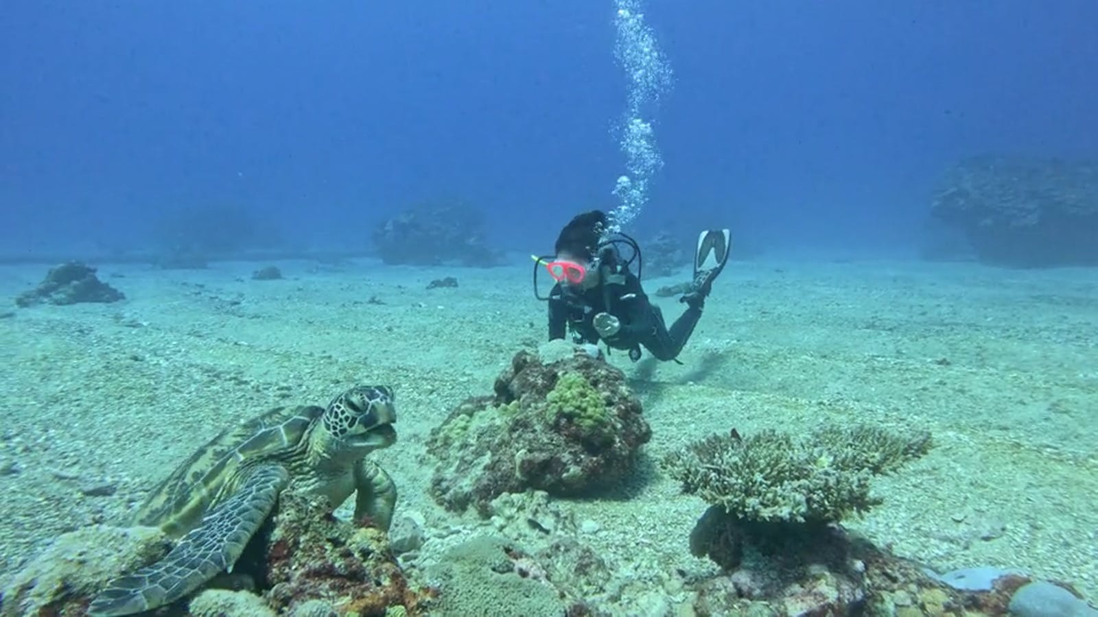 Ocean Life Videos, Download The BEST Free 4k Stock Video Footage ...