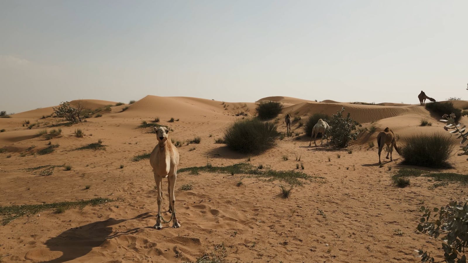 4k Background Videos, Download The BEST Free 4k Stock Video Footage ...