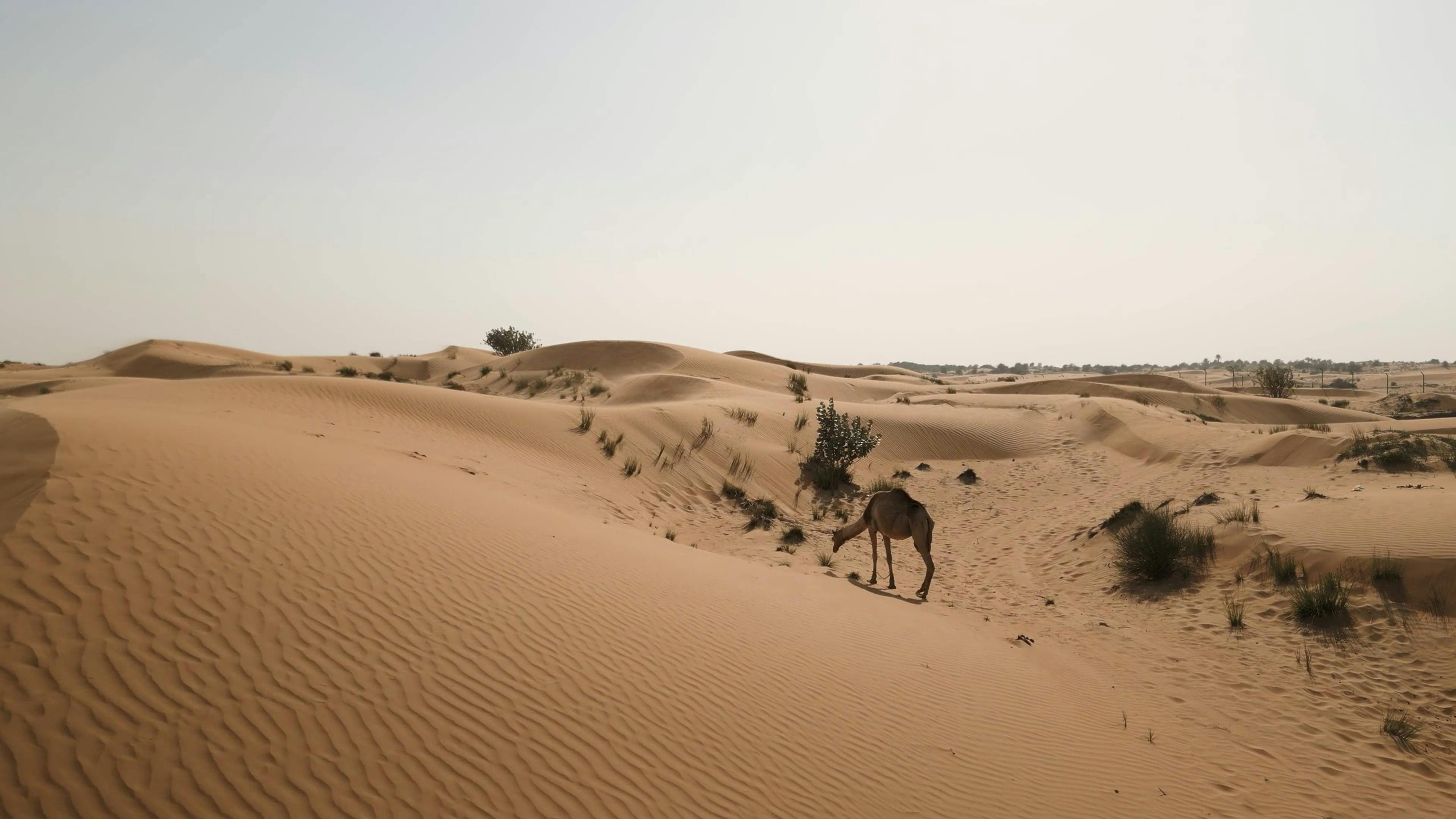 Drought 4k Videos, Download The BEST Free 4k Stock Video Footage ...