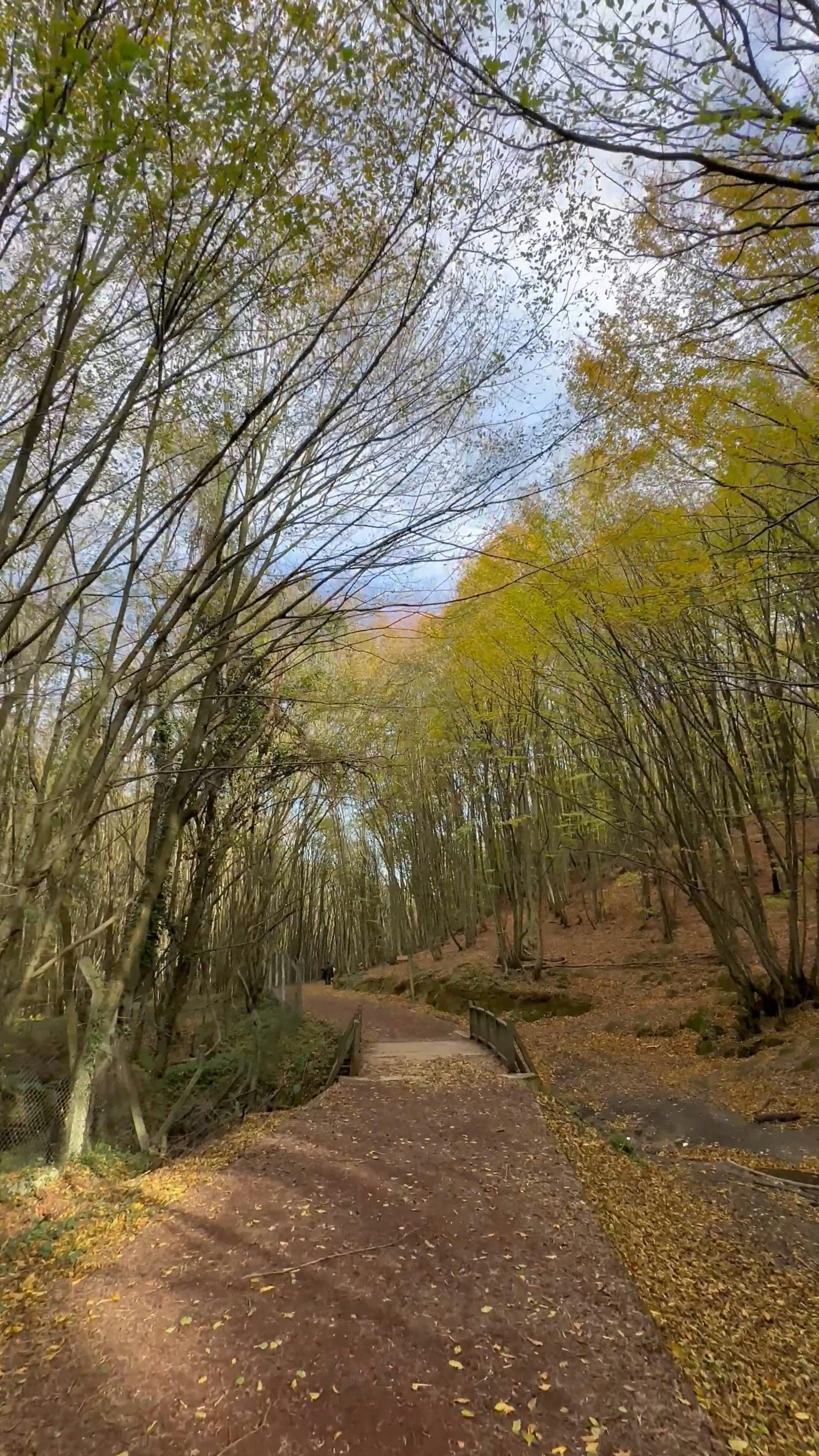 Autumn Forest Walk on Leaf-Covered Pathway Free Stock Video Footage ...