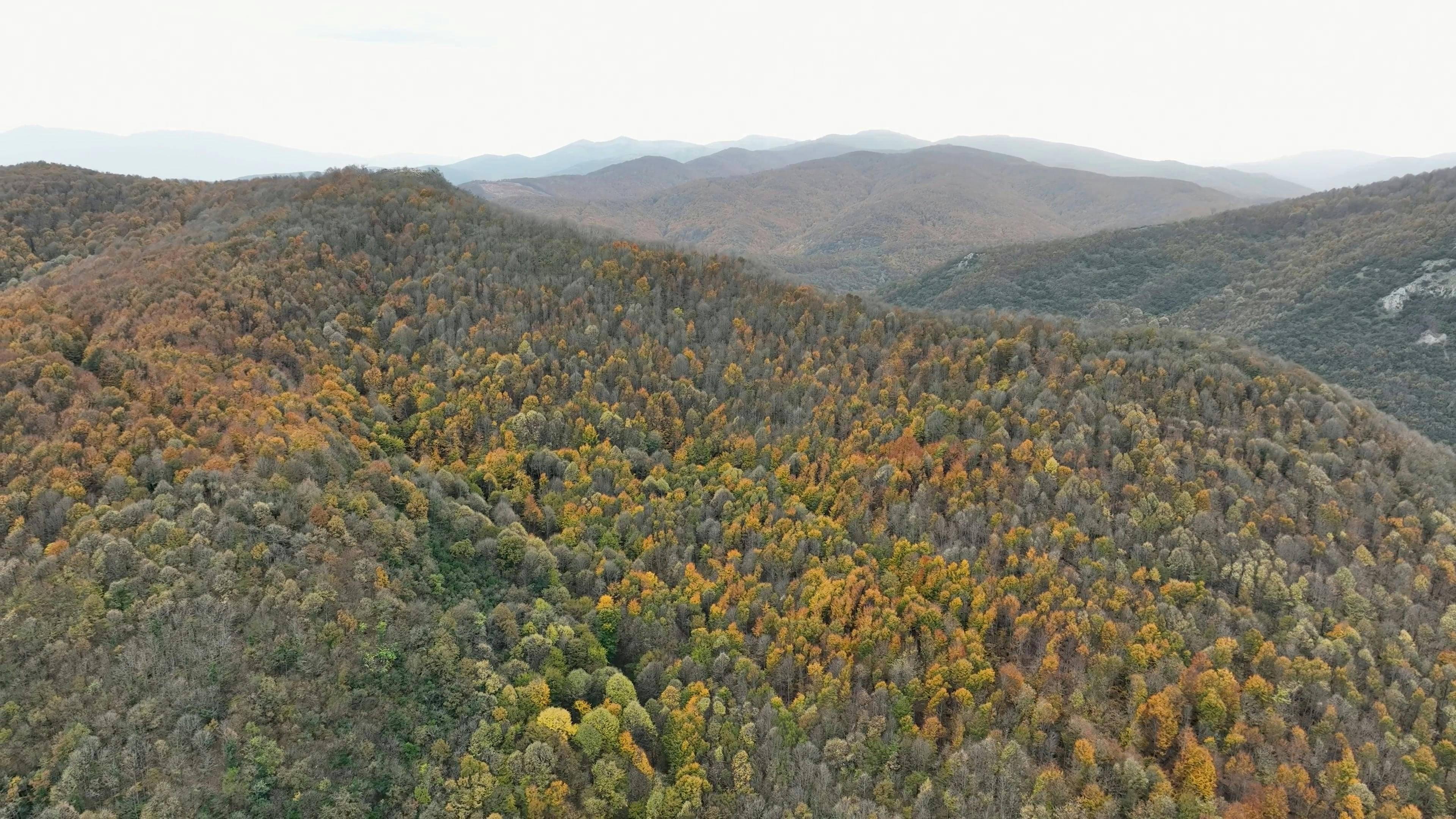 Changing Colors Of A Mountain Forest In Autumn Free Stock Video Footage ...