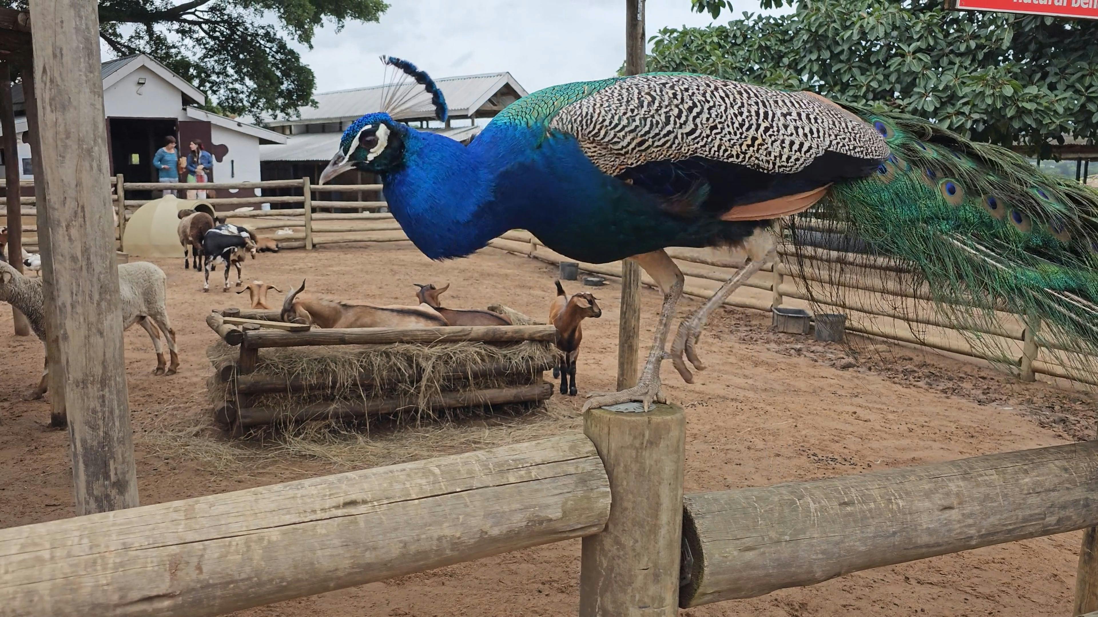 Vídeo profissional gratuito de @exterior, agricultura, alegre, animais ...