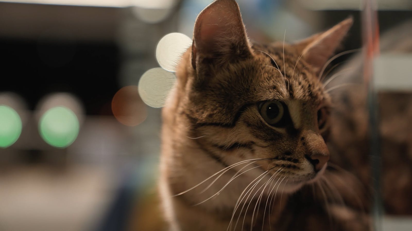 Funny Video Baby Videos, Download The BEST Free 4k Stock Video Footage ...