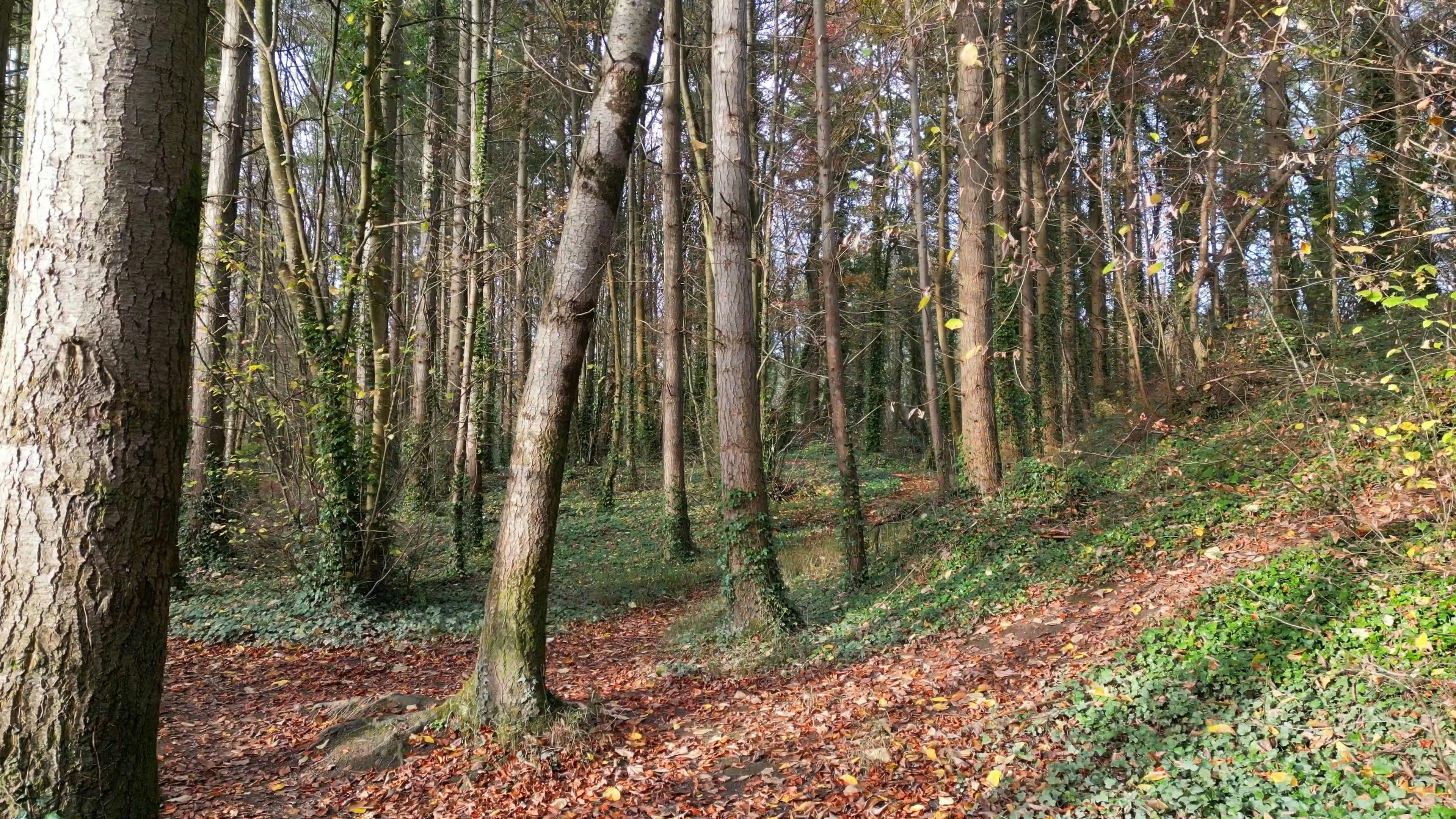 Forest video Free Stock Video Footage, Royalty-Free 4K & HD Video Clip
