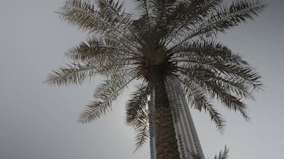 Saudi Tree Videos, Download The BEST Free 4k Stock Video Footage ...