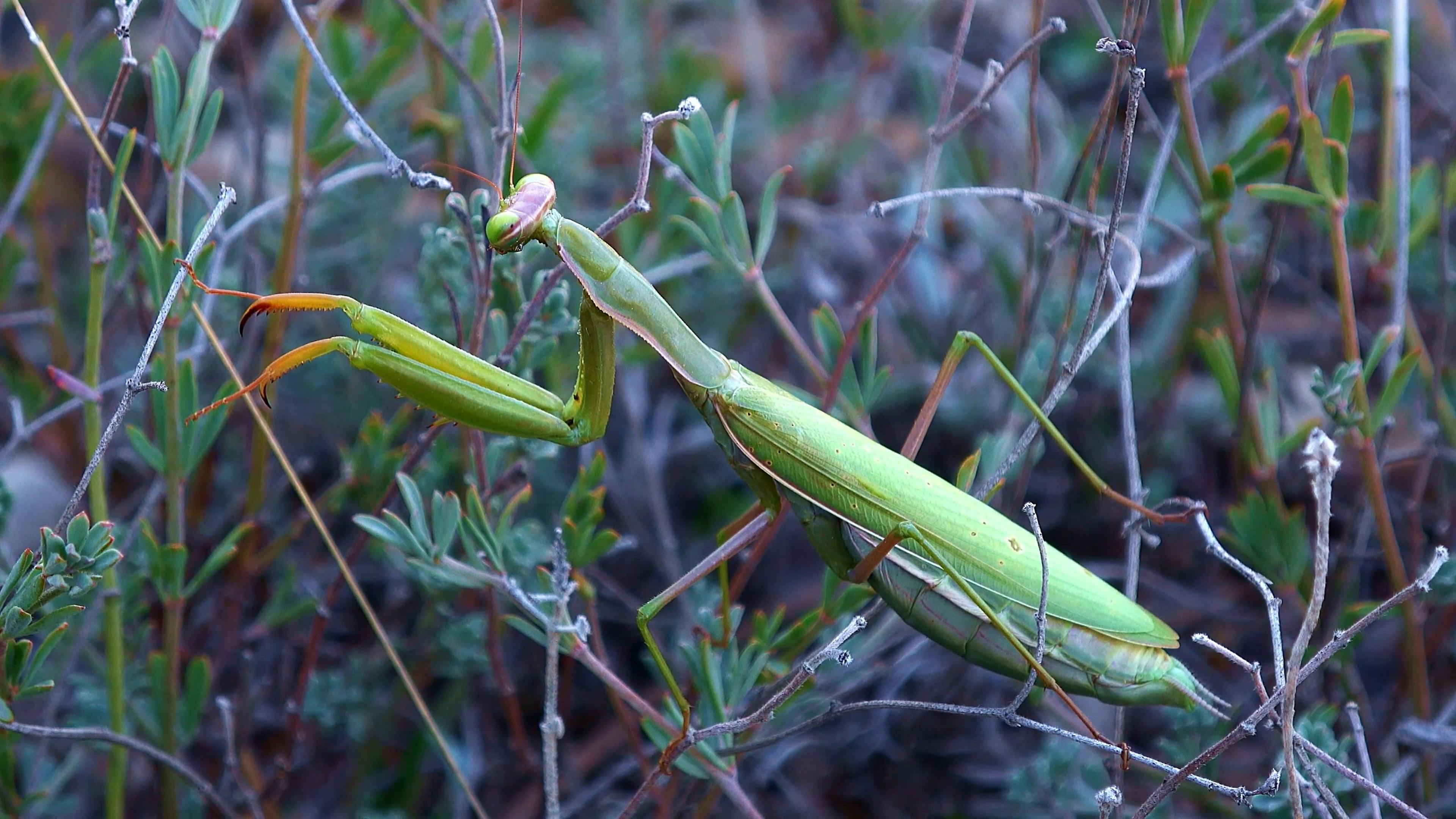 Mantis Videos, Download The BEST Free 4k Stock Video Footage & Mantis ...