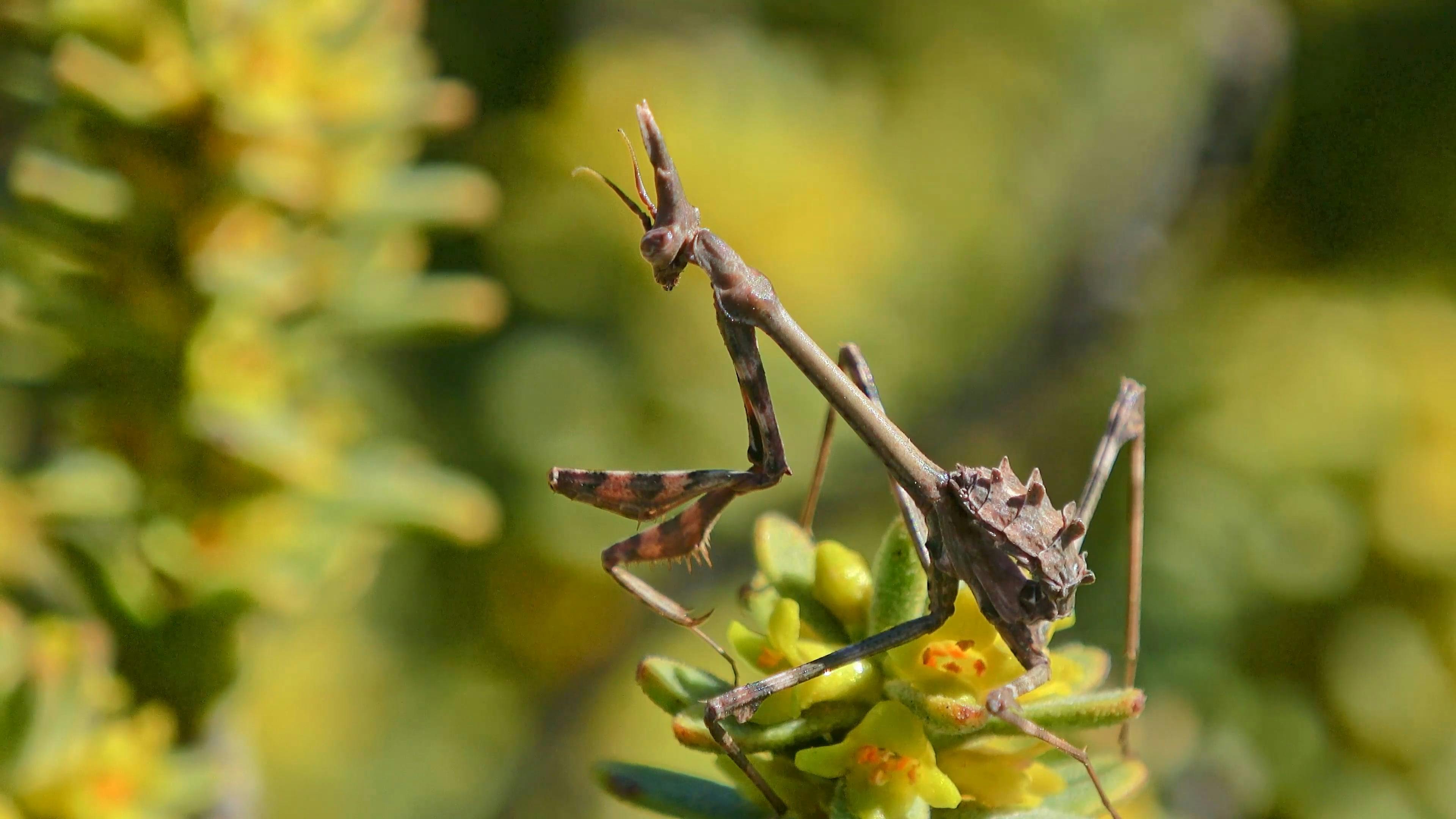 Praying Mantis Cartoon Videos, Download The BEST Free 4k Stock Video ...