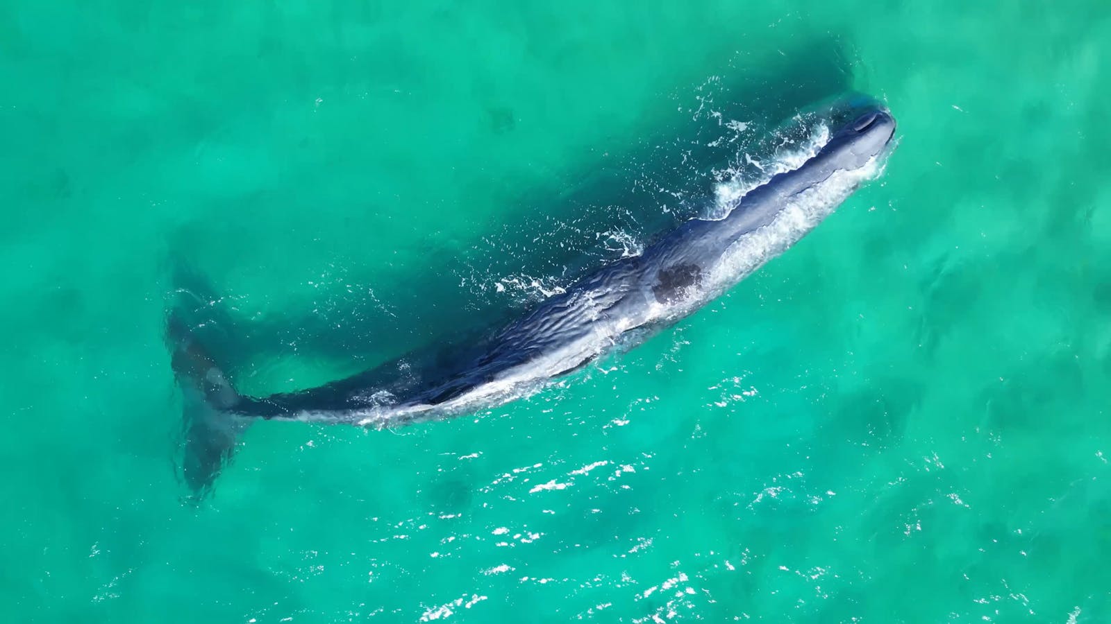 Sperm Whale Videos Download The Best Free 4k Stock Video Footage And Sperm Whale Hd Video Clips