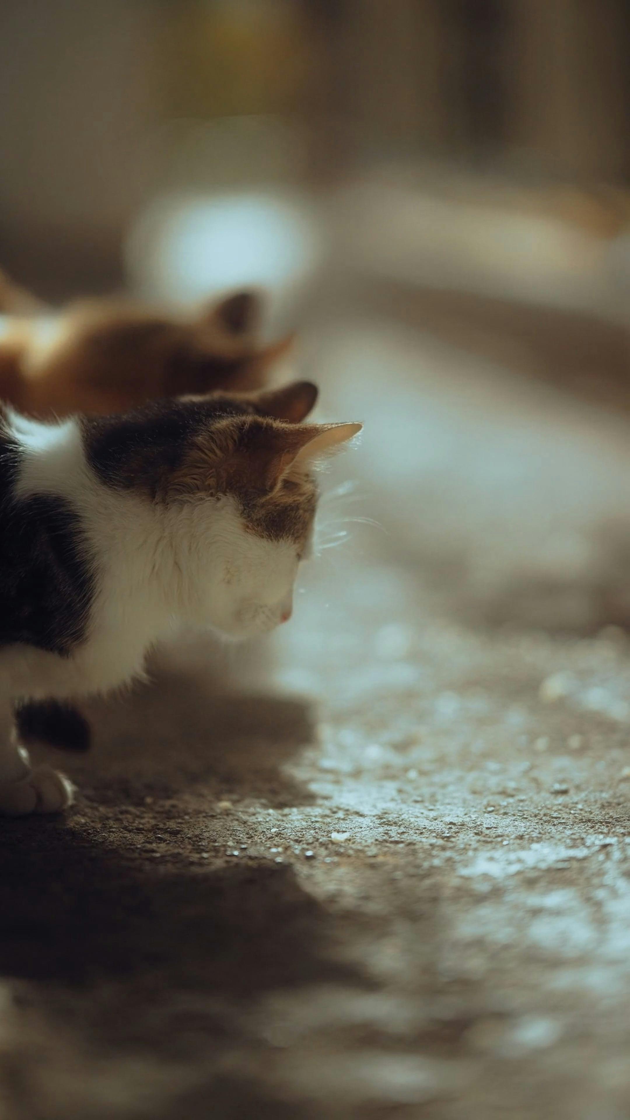 A Cat Walking Over The Piano Keyboard Free Stock Video Footage, Royalty ...