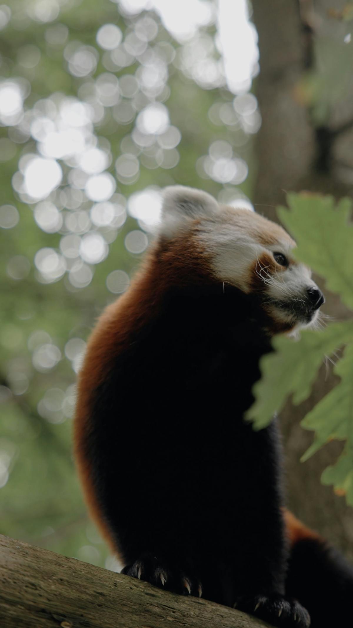 Red Panda Videos, Download The BEST Free 4k Stock Video Footage & Red ...