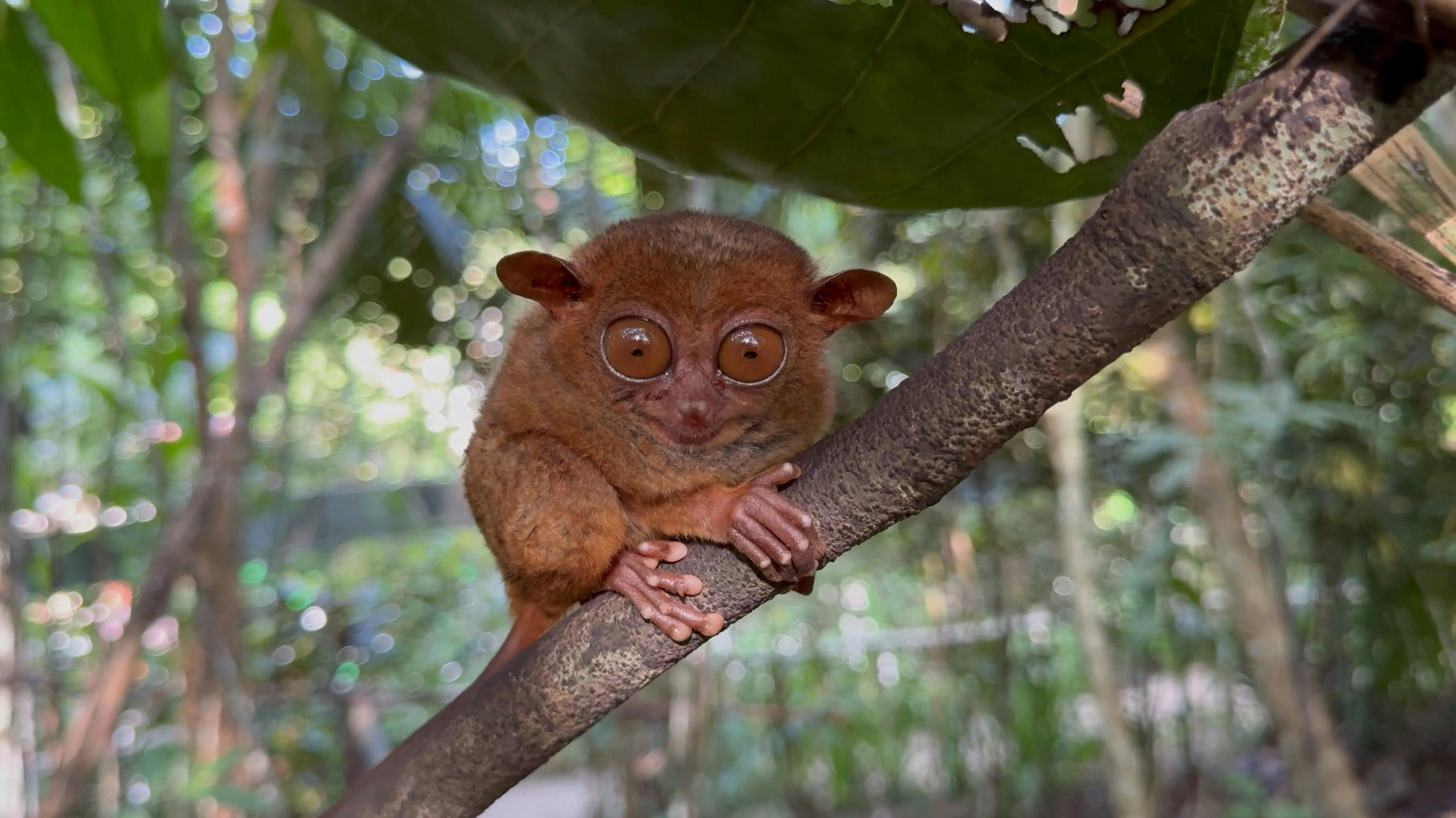 Bohol Philippines Tarsier Free Stock Video Footage, Royalty-Free 4K ...