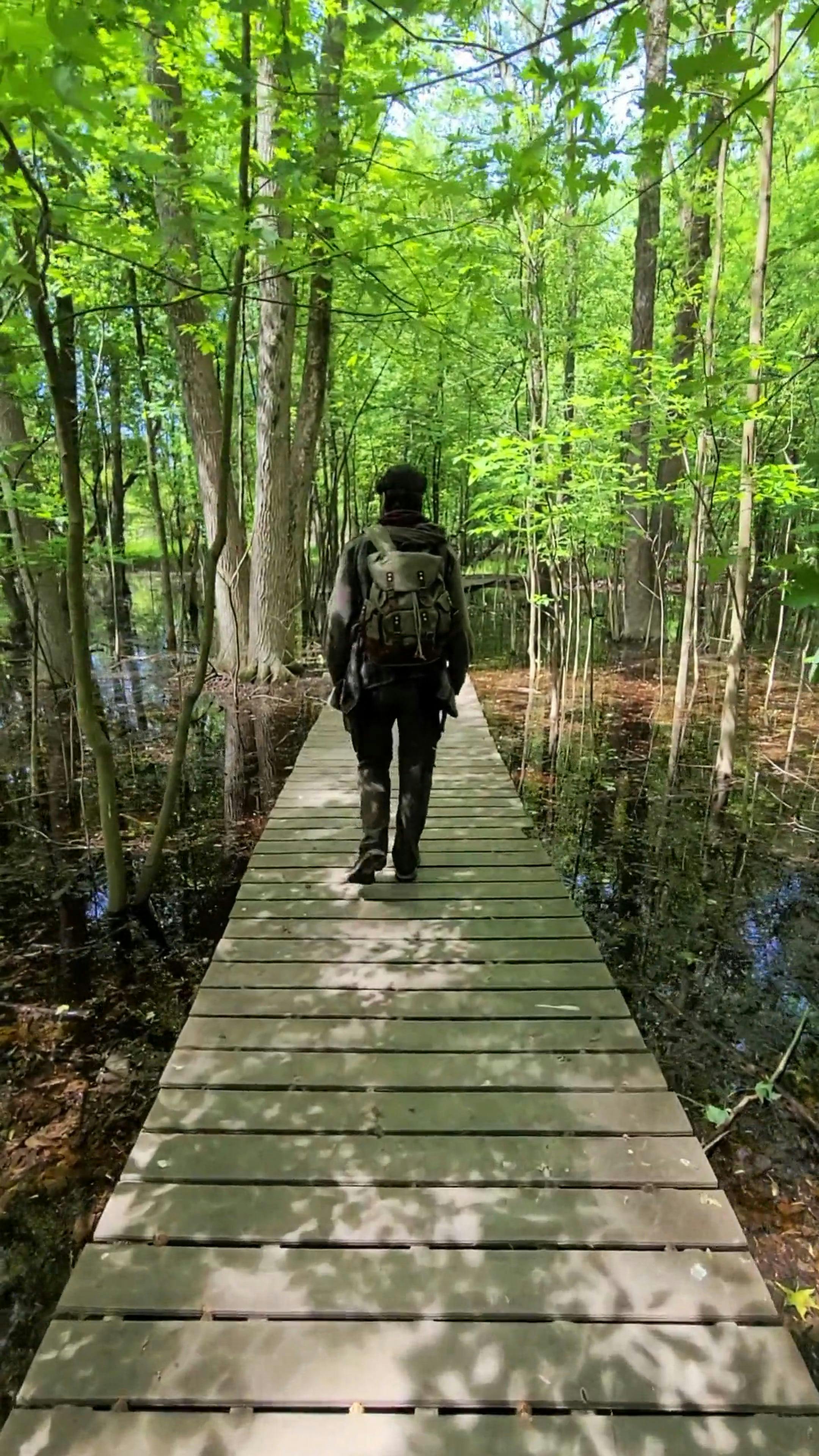 walk in swamp Free Stock Video Footage, Royalty-Free 4K & HD Video Clip