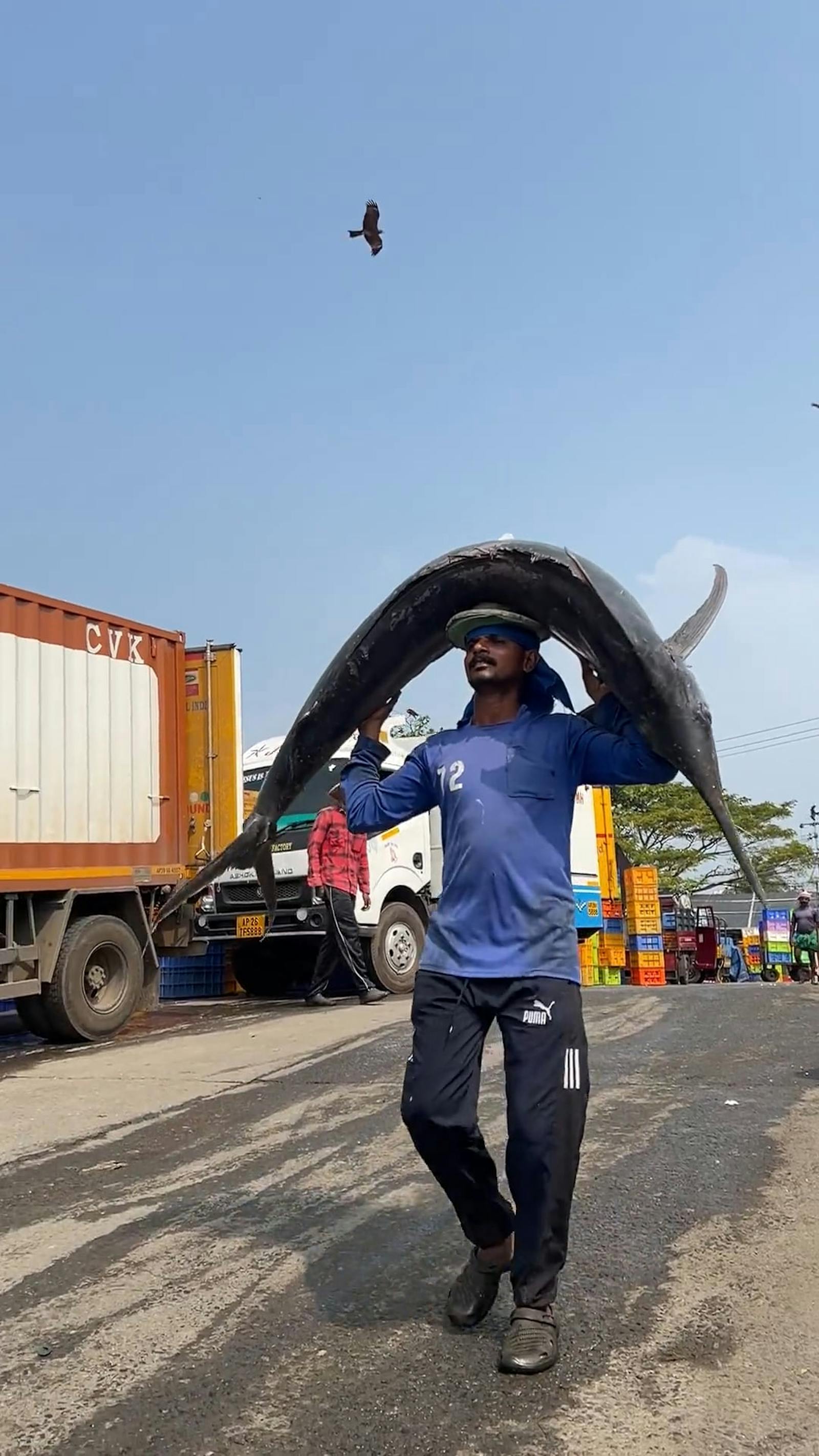 Big Fish Videos, Download The BEST Free 4k Stock Video Footage & Big ...