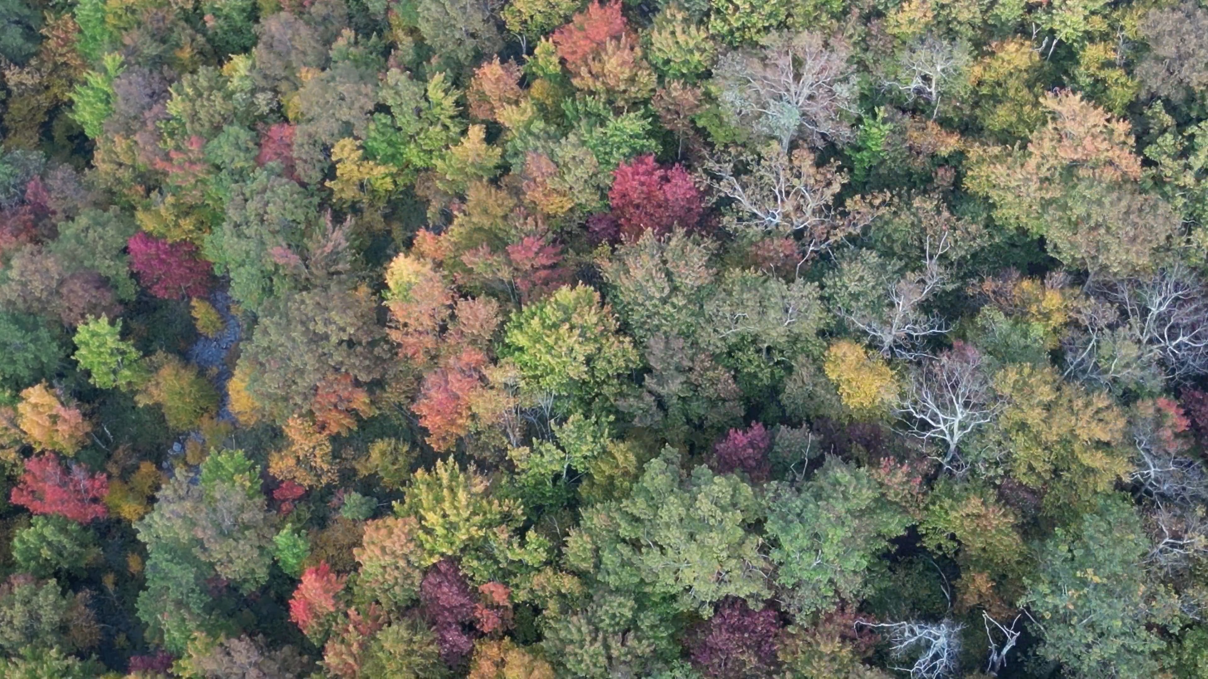 Drone View Of Autumn Colors Free Stock Video Footage, Royalty-Free 4K ...