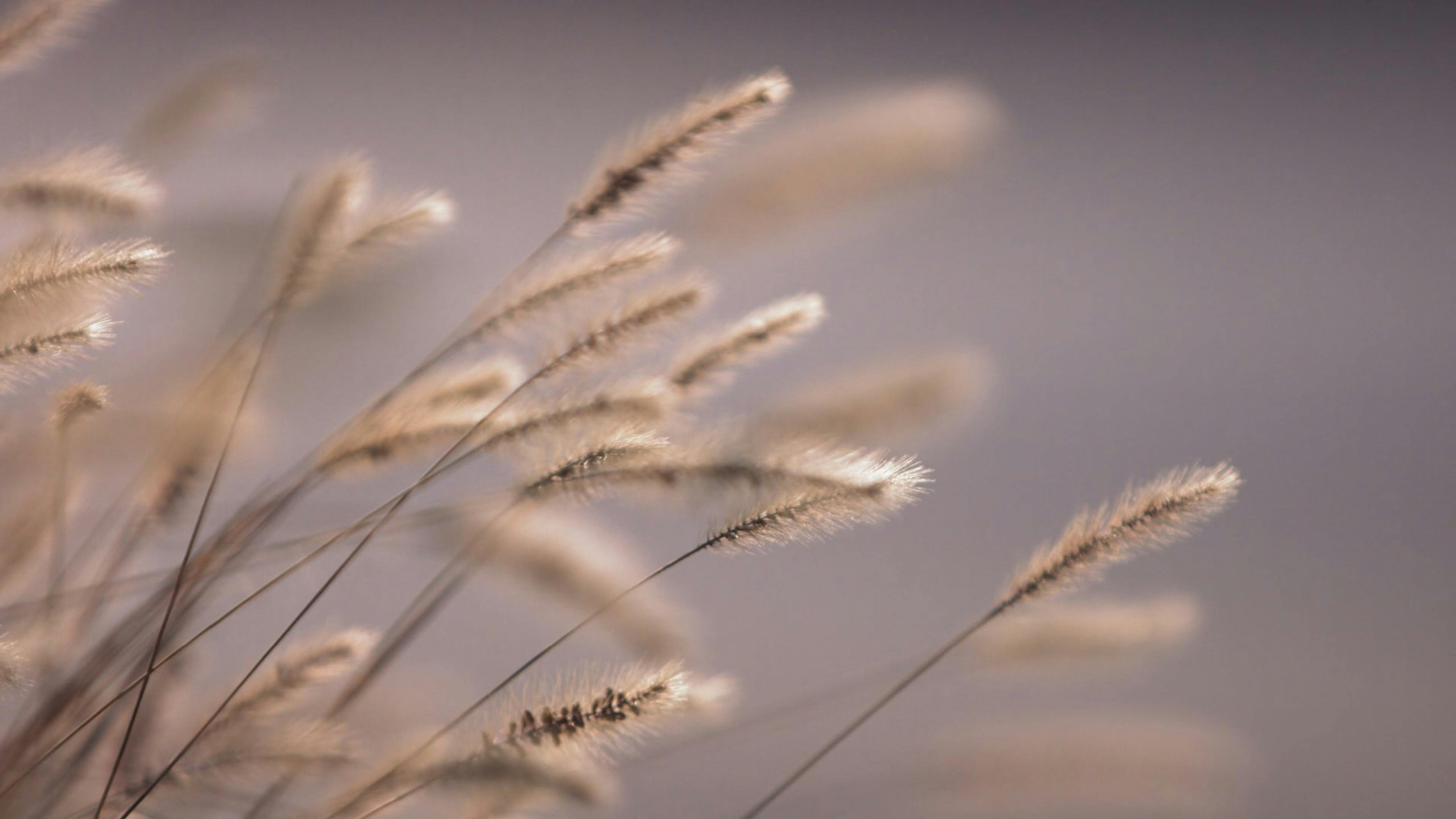 A close up of some tall grasses in the wind Free Stock Video Footage ...
