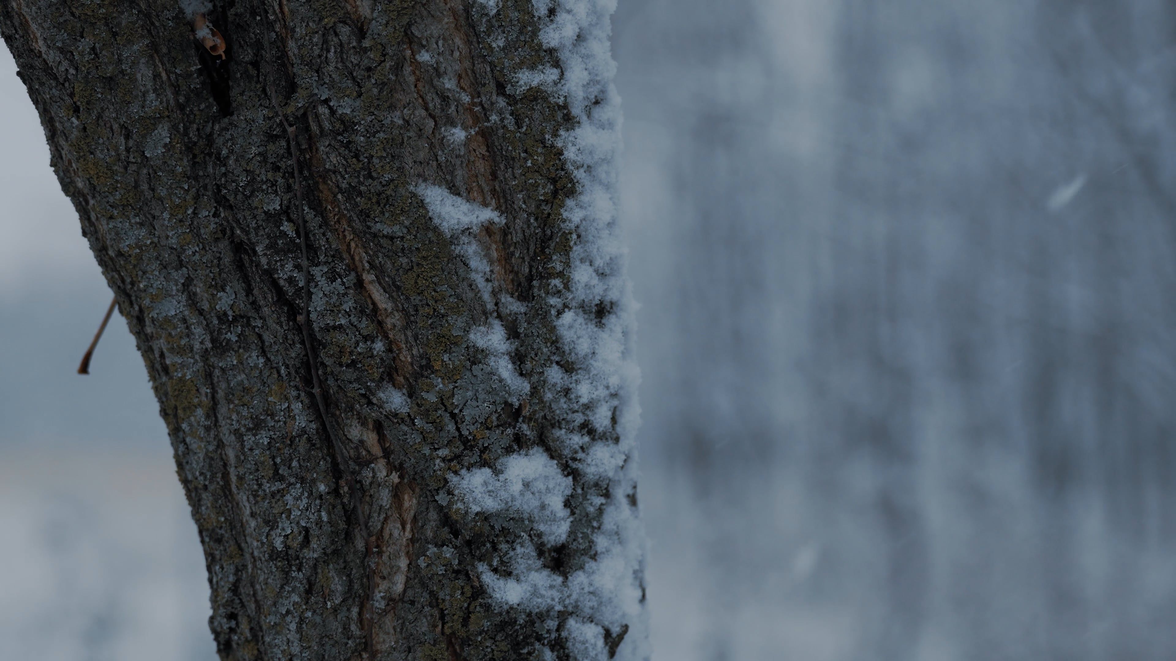 Snow Falling On Tree In Forest Snowing In Winter Free Stock Video ...