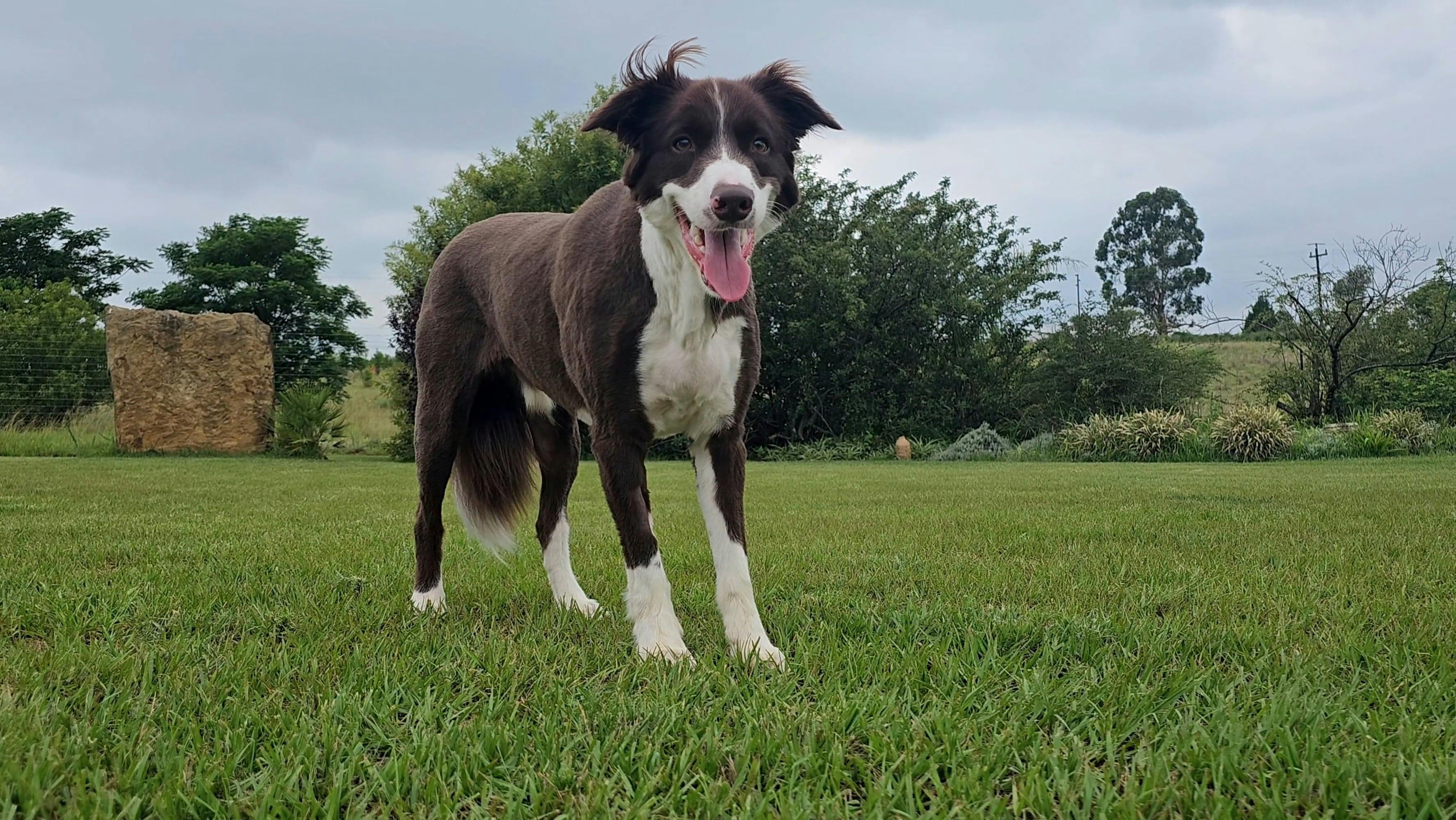 Ücretsiz açık hava, açık hava etkinliği, ağaç kabuğu, alan, antrenman ...