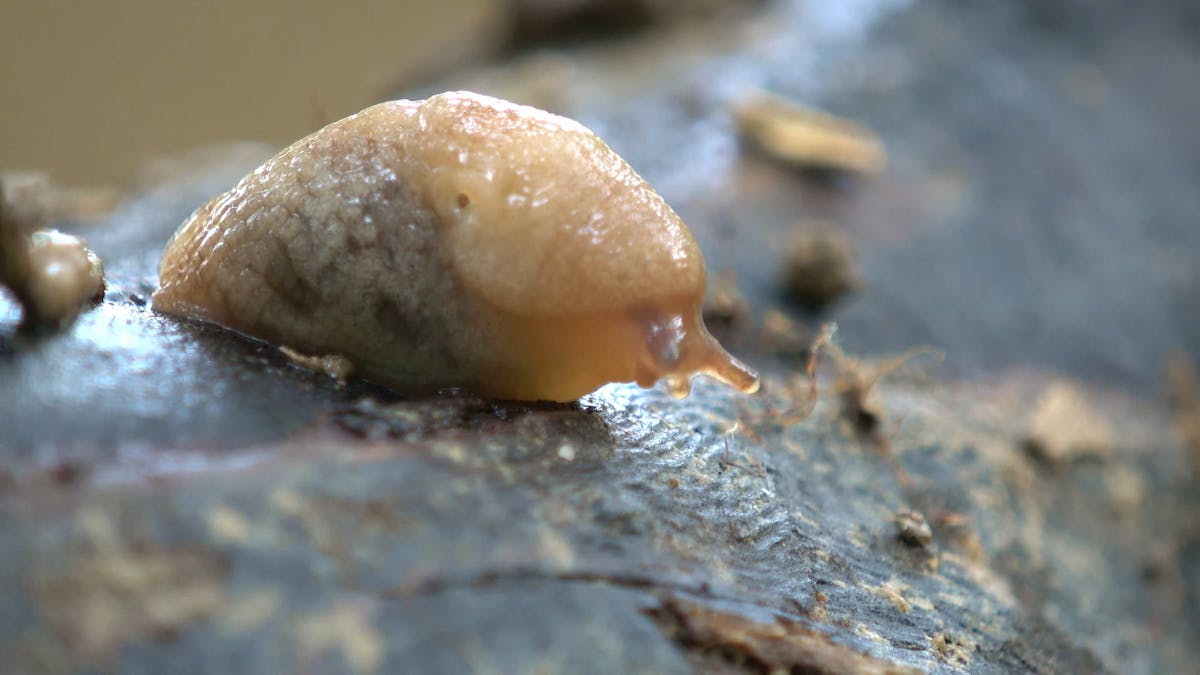 Snails Videos, Download The BEST Free 4k Stock Video Footage & Snails ...