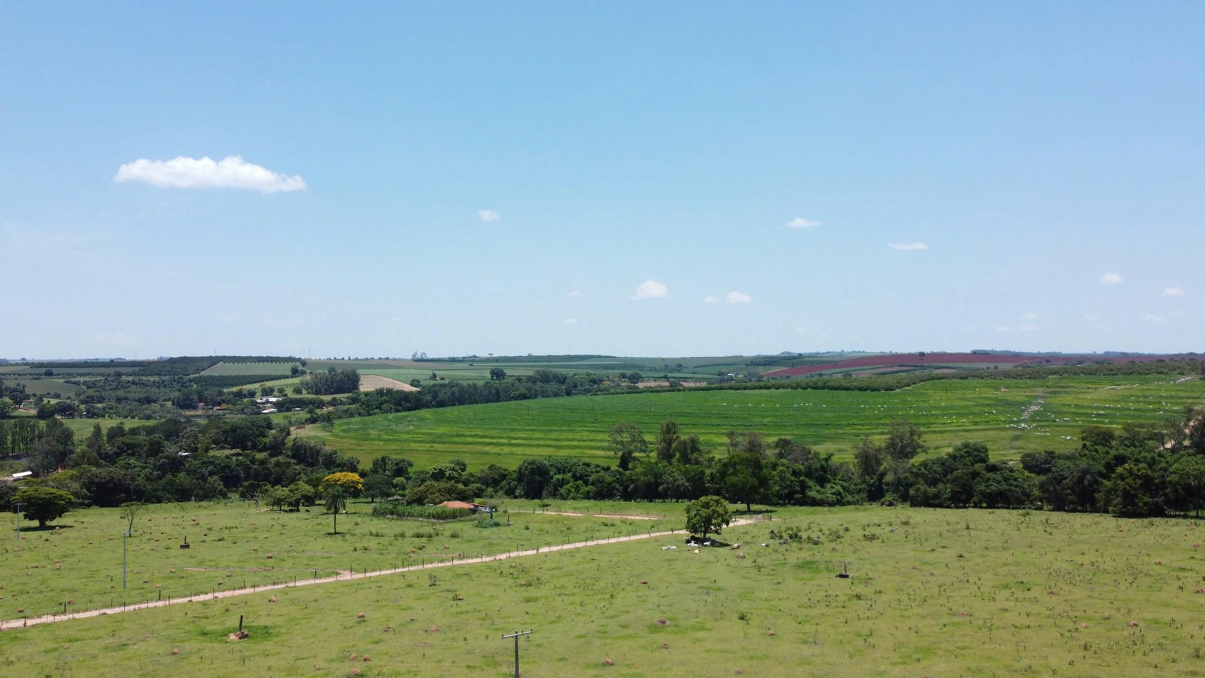 PASTO DE GADO, GADO DE CORTE Free Stock Video Footage, Royalty-Free 4K ...