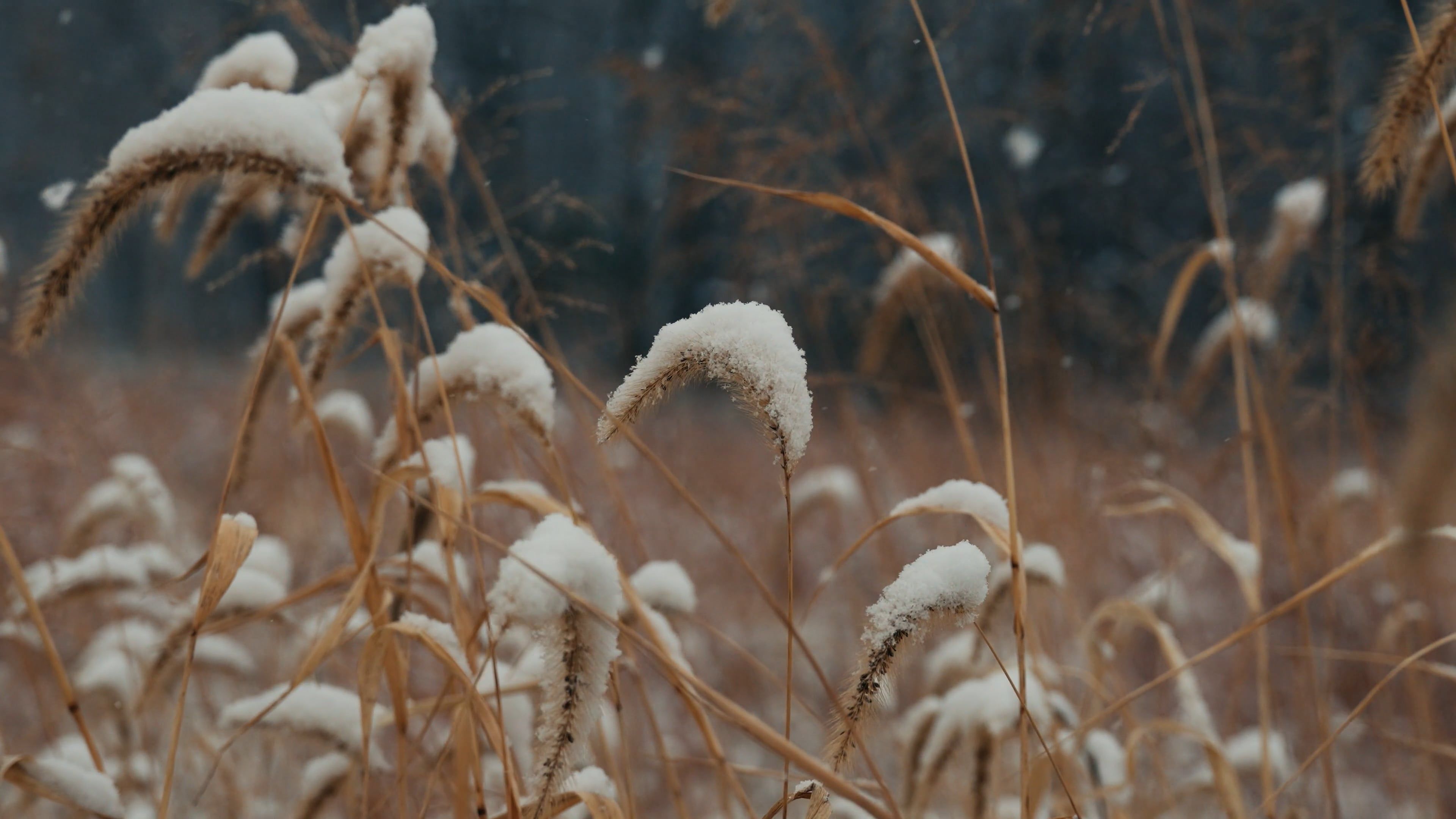 Snow Falling On Wheat Field Cinematic Footage Free Stock Video Footage ...