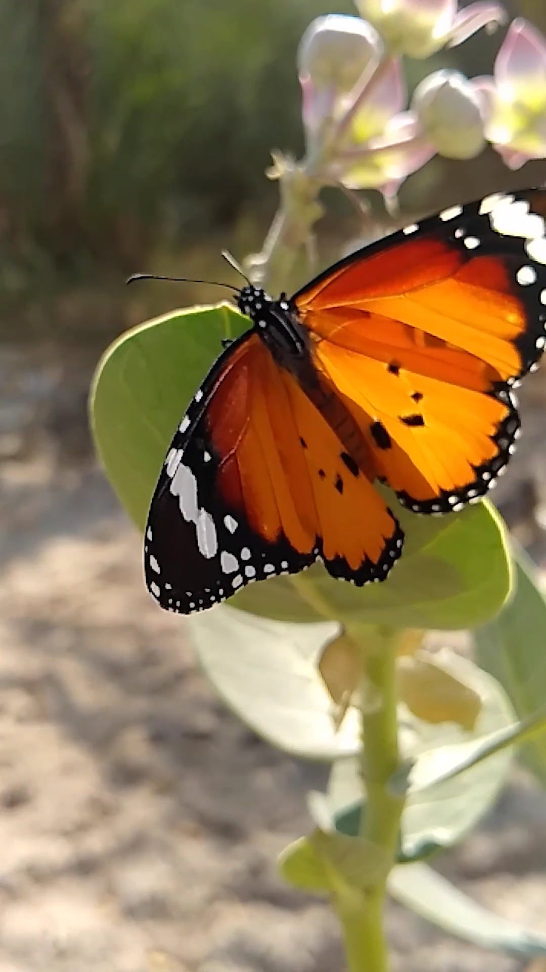 Buterfly Videos, Download The BEST Free 4k Stock Video Footage ...