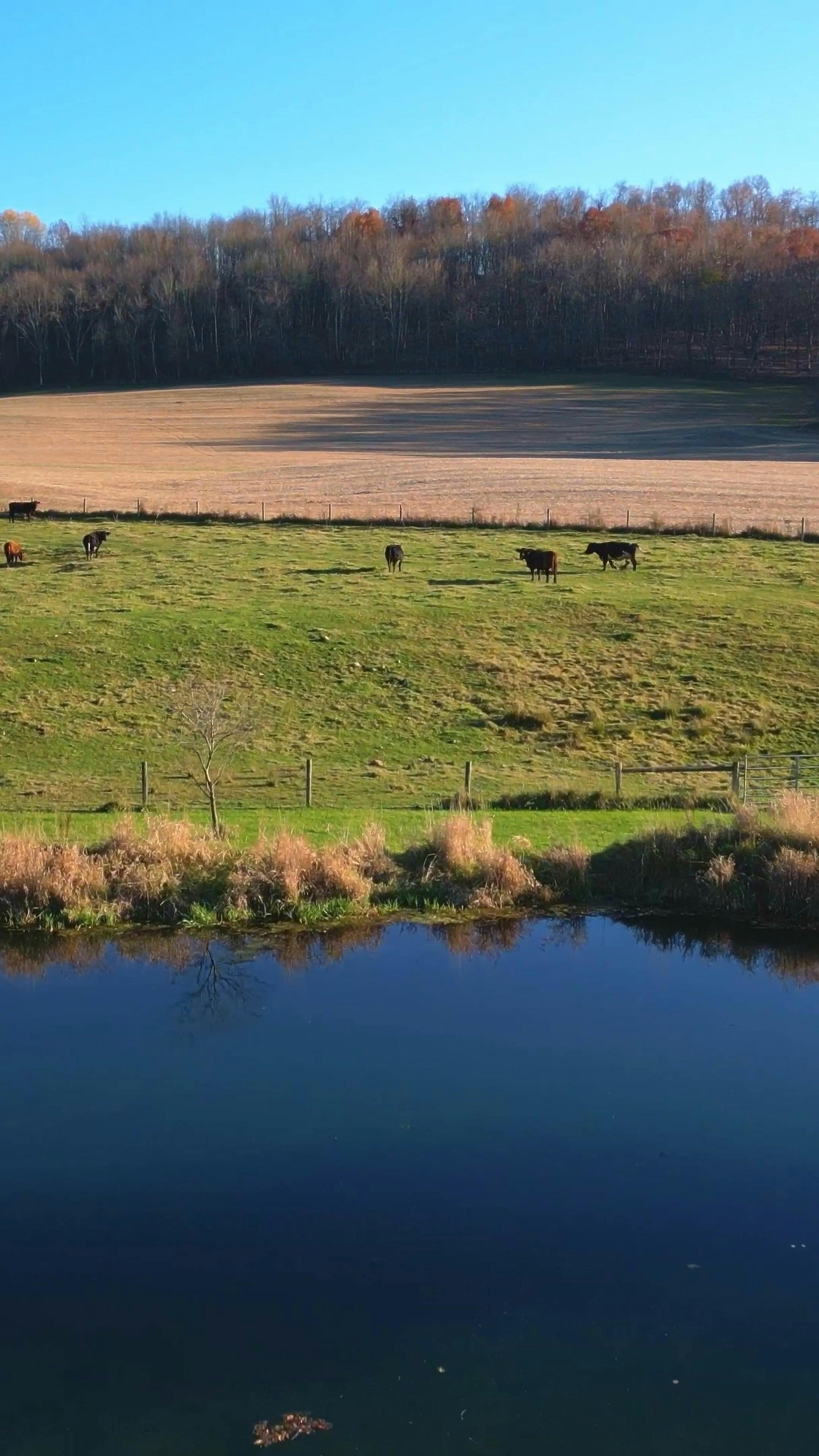 Cow Shot Videos, Download The BEST Free 4k Stock Video Footage & Cow ...