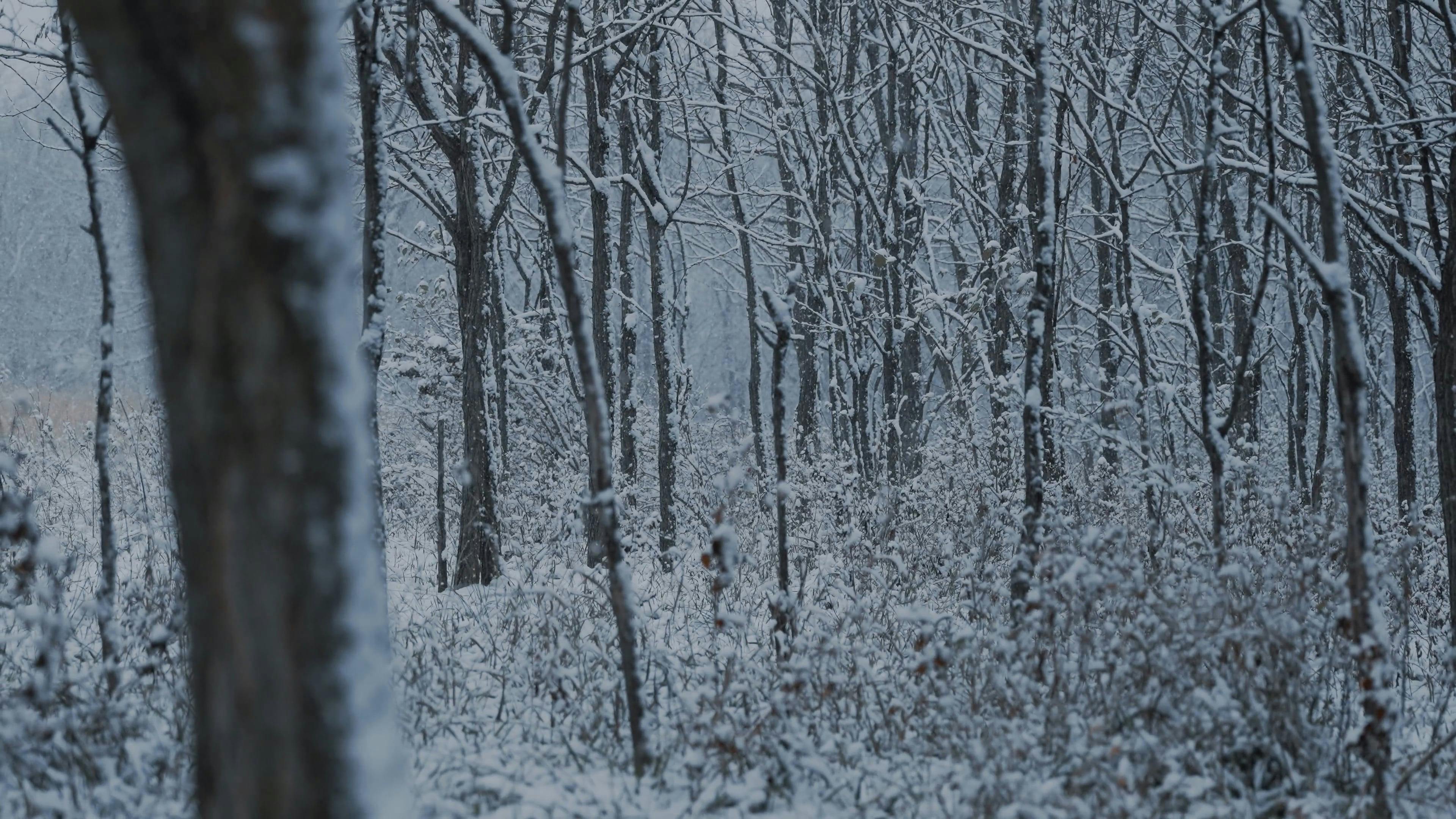 Vídeos de stock gratuitos sobre al aire libre, amanecer, árbol, árboles ...