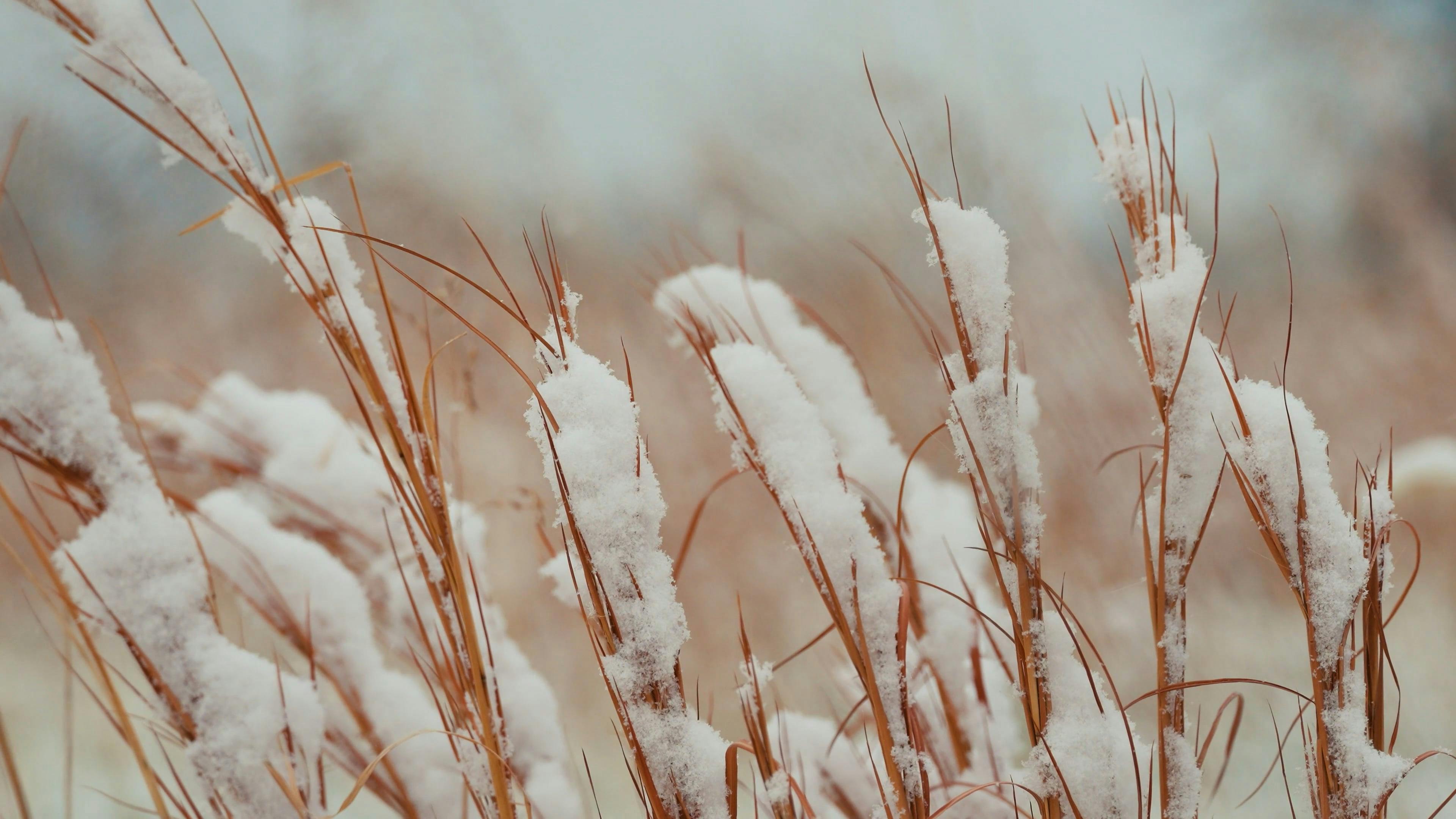 Heavy Snowfall In Winter Free Stock Video Footage, Royalty-Free 4K & HD ...