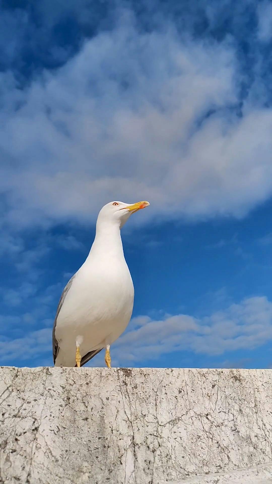 Malek Shefat - 攝影