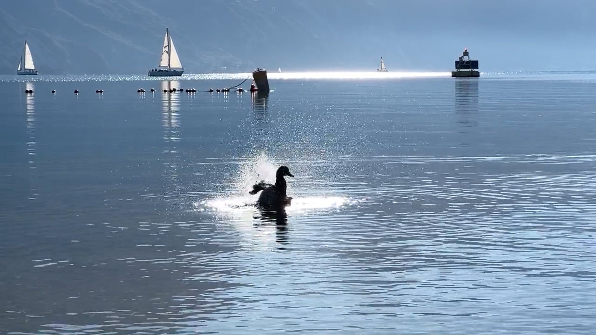 A dog swimming in the water with sailboats in the background Free Stock ...