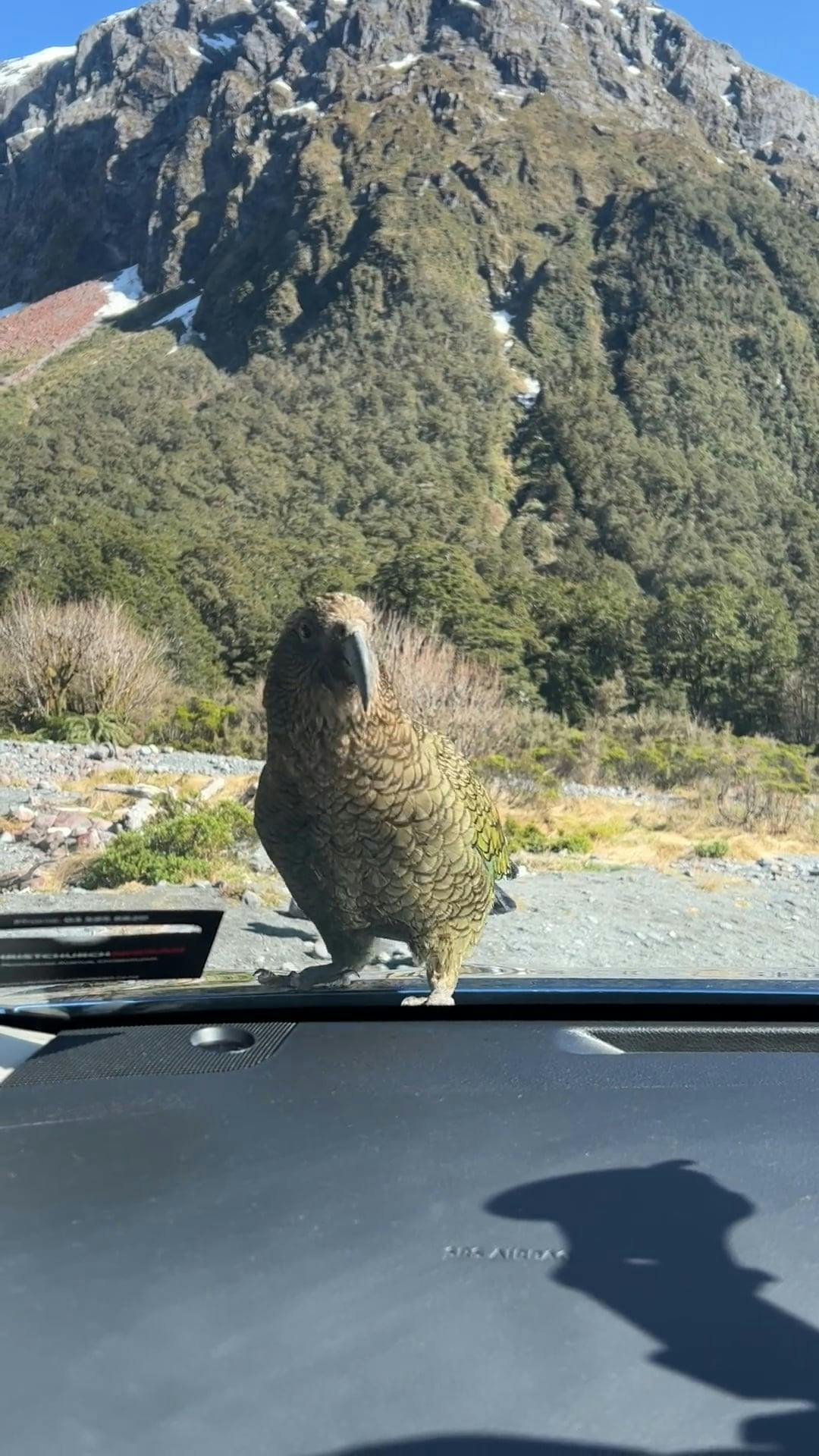 Kea Identitas Videos, Download The BEST Free 4k Stock Video Footage ...