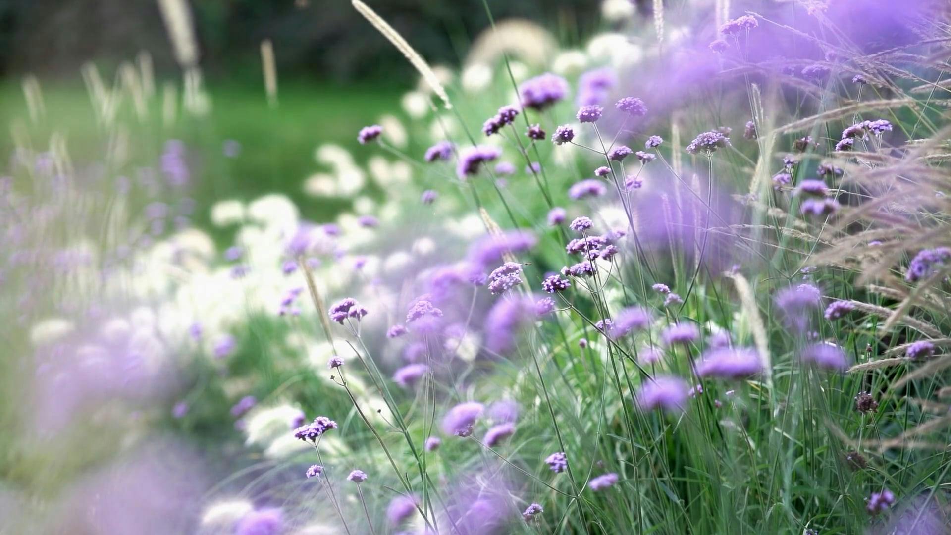 Live Fireplace Wallpaper Videos, Download The BEST Free 4k Stock Video ...