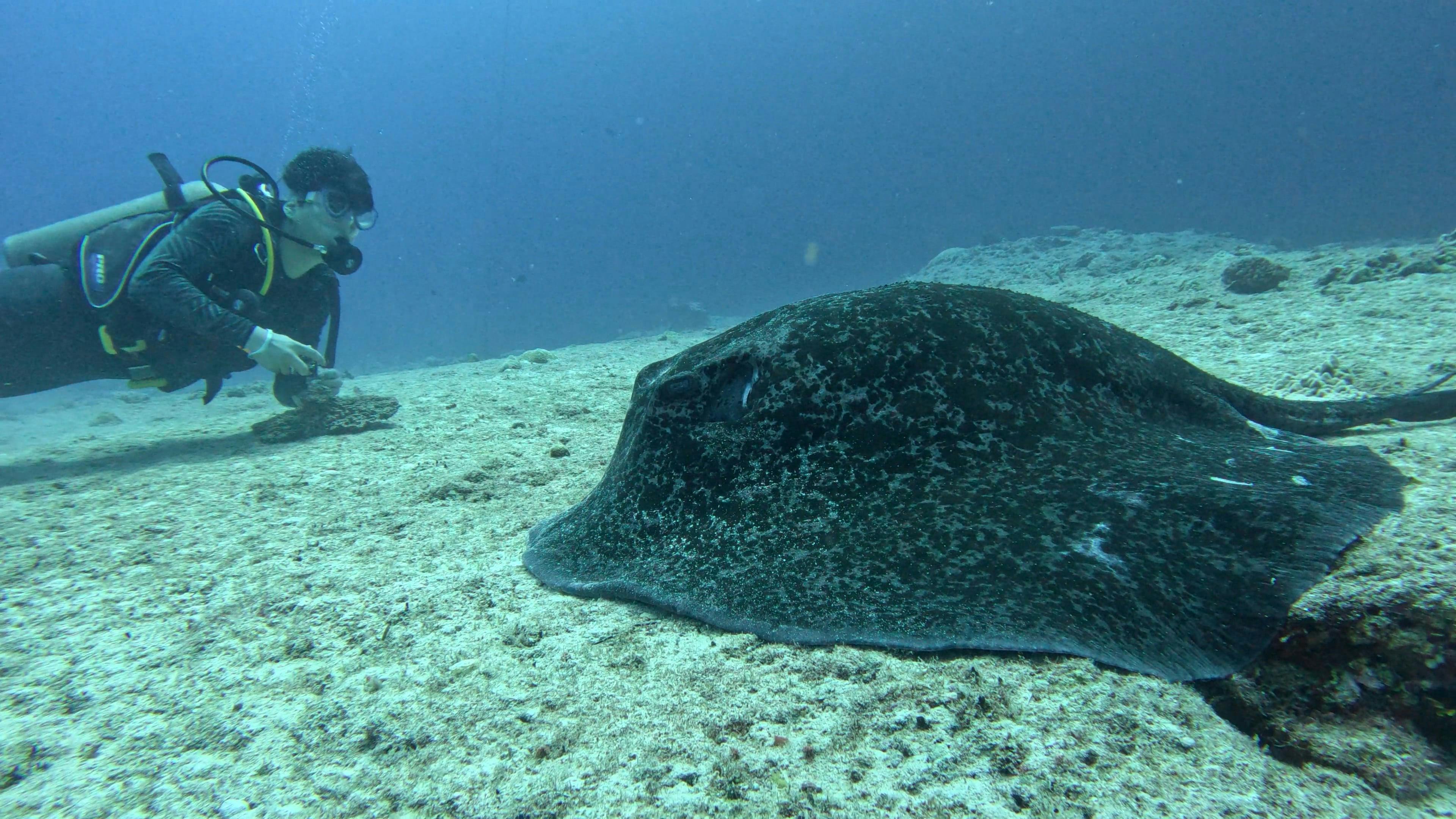 Marbleray Free Stock Video Footage, Royalty-Free 4K & HD Video Clip