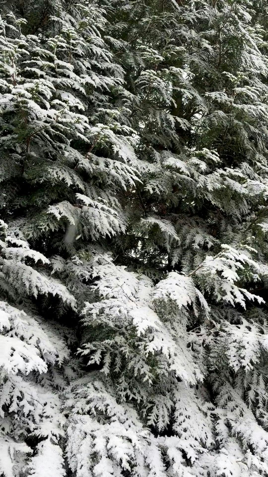 Snow falling on evergreen trees Free Stock Video Footage, Royalty-Free ...